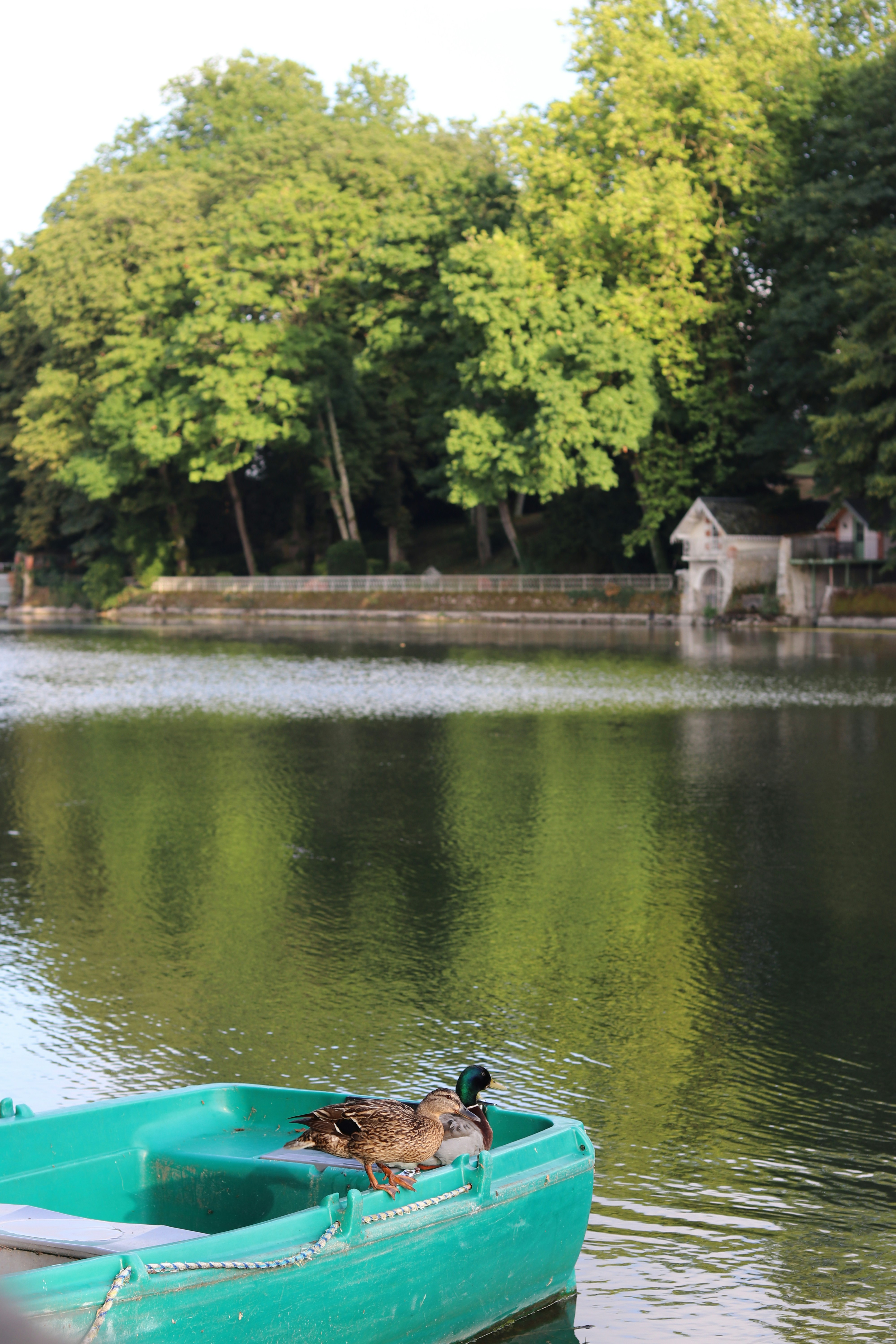 Serenity on the Water: A Duck's Retreat
