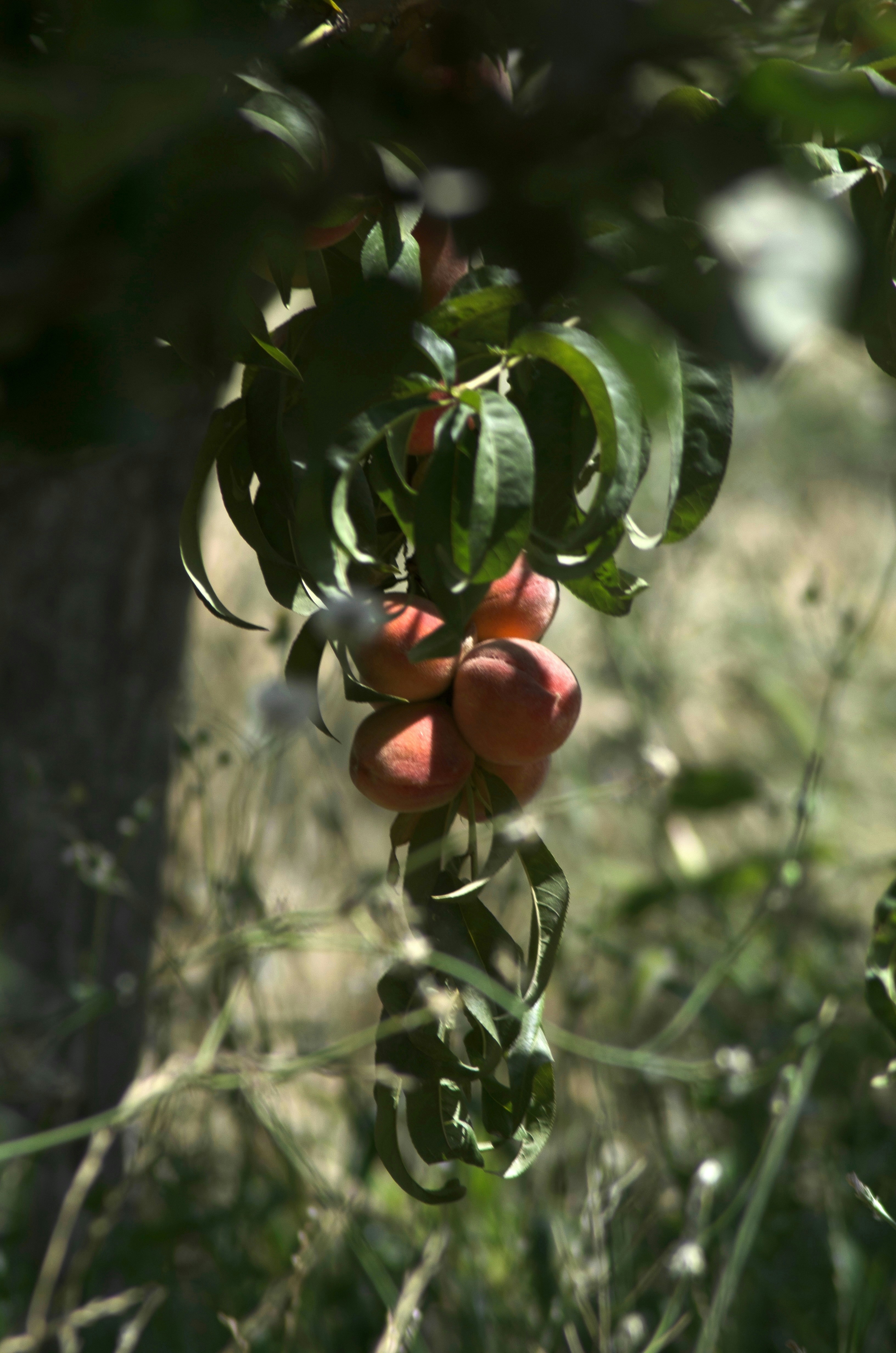 Orchard's Hidden Gems: The Delicate Dance of Nature