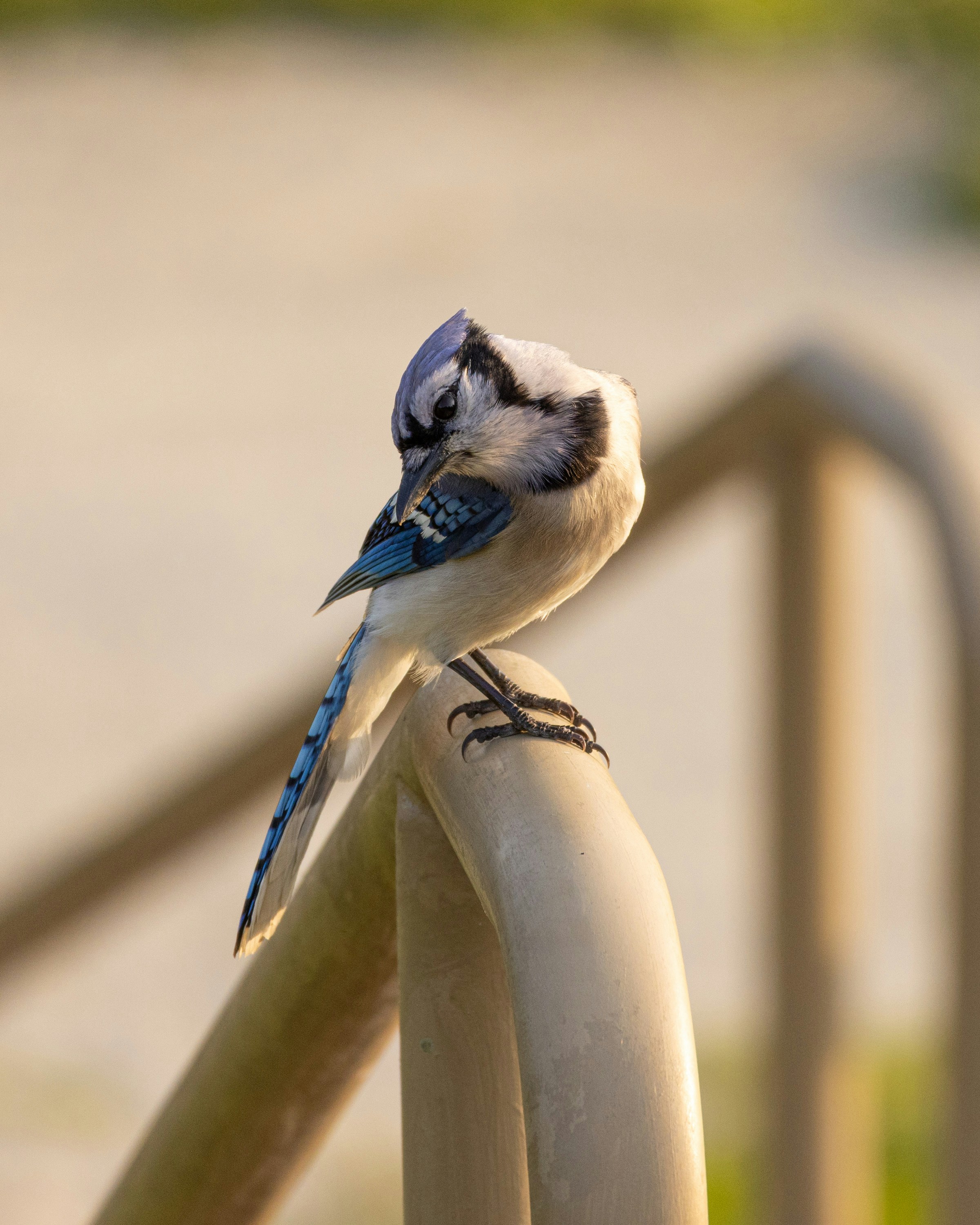 A blue jay preens itself while perched on a rail. photo – Free Bird ...