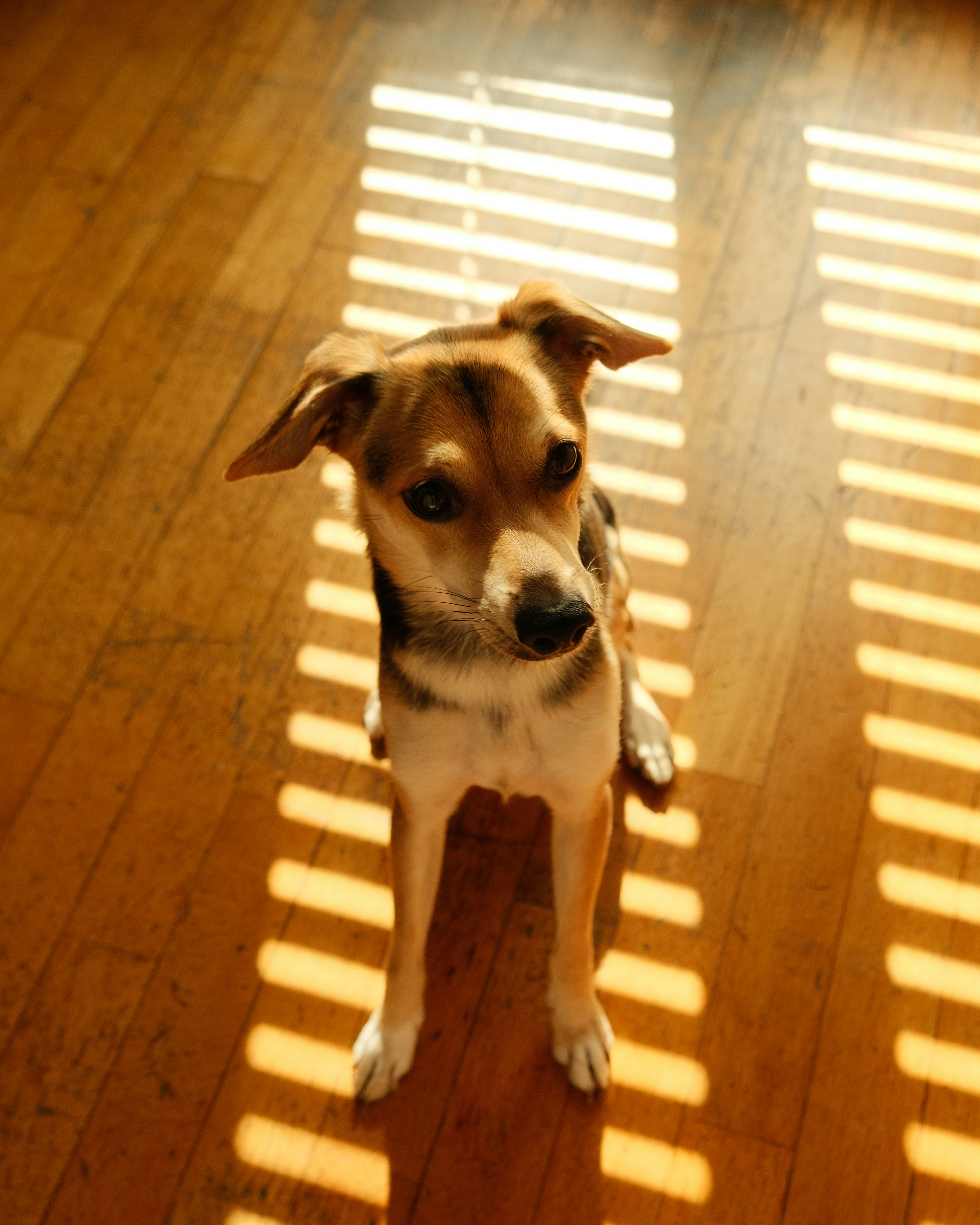 Sunbeam Gaze: A Pup framed by striped gold light on a wooden floor