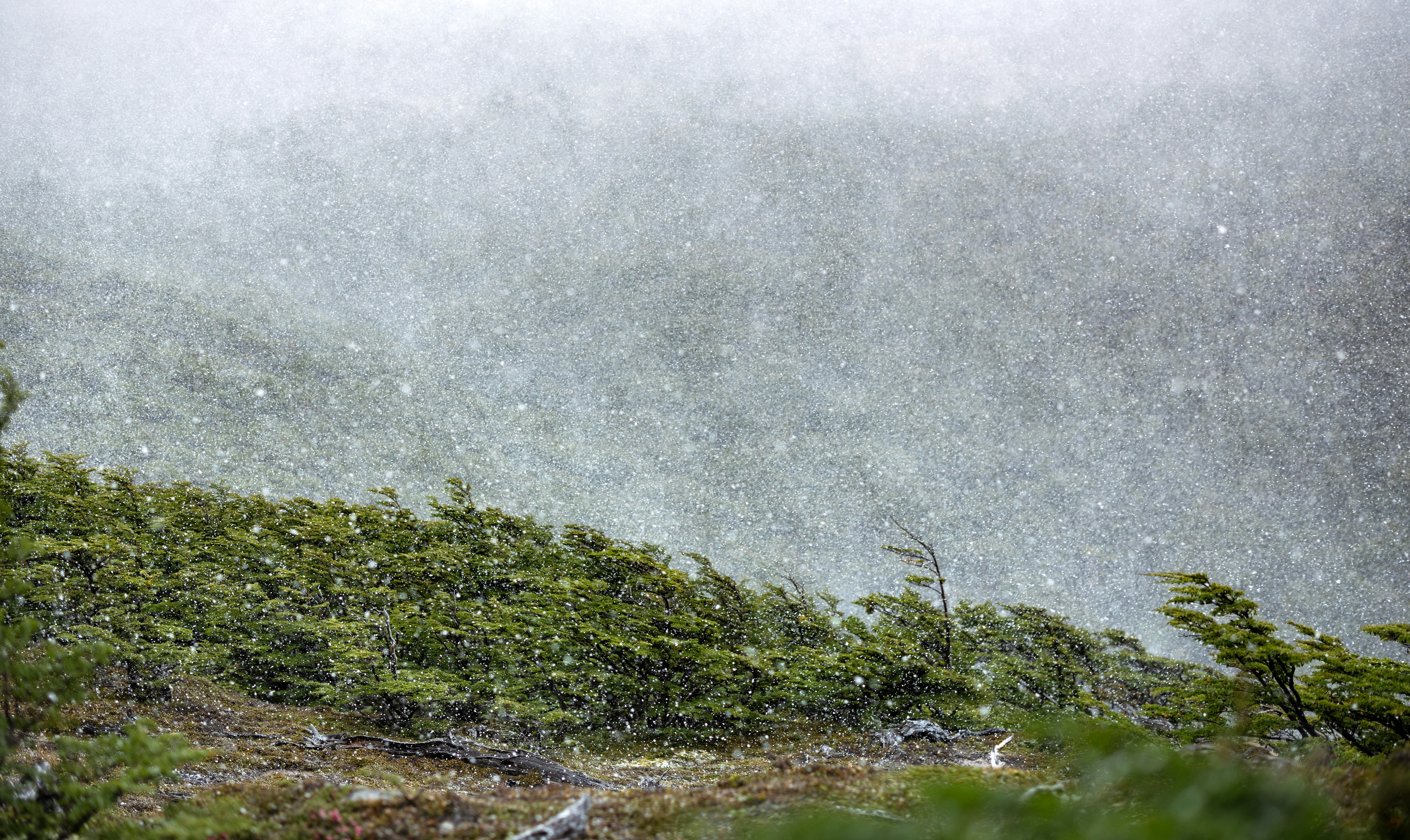 Snowflakes cascade gently over a rugged landscape, enveloping the greenery in a soft, white blanket. The scene captures the serene beauty of nature's winter transformation.