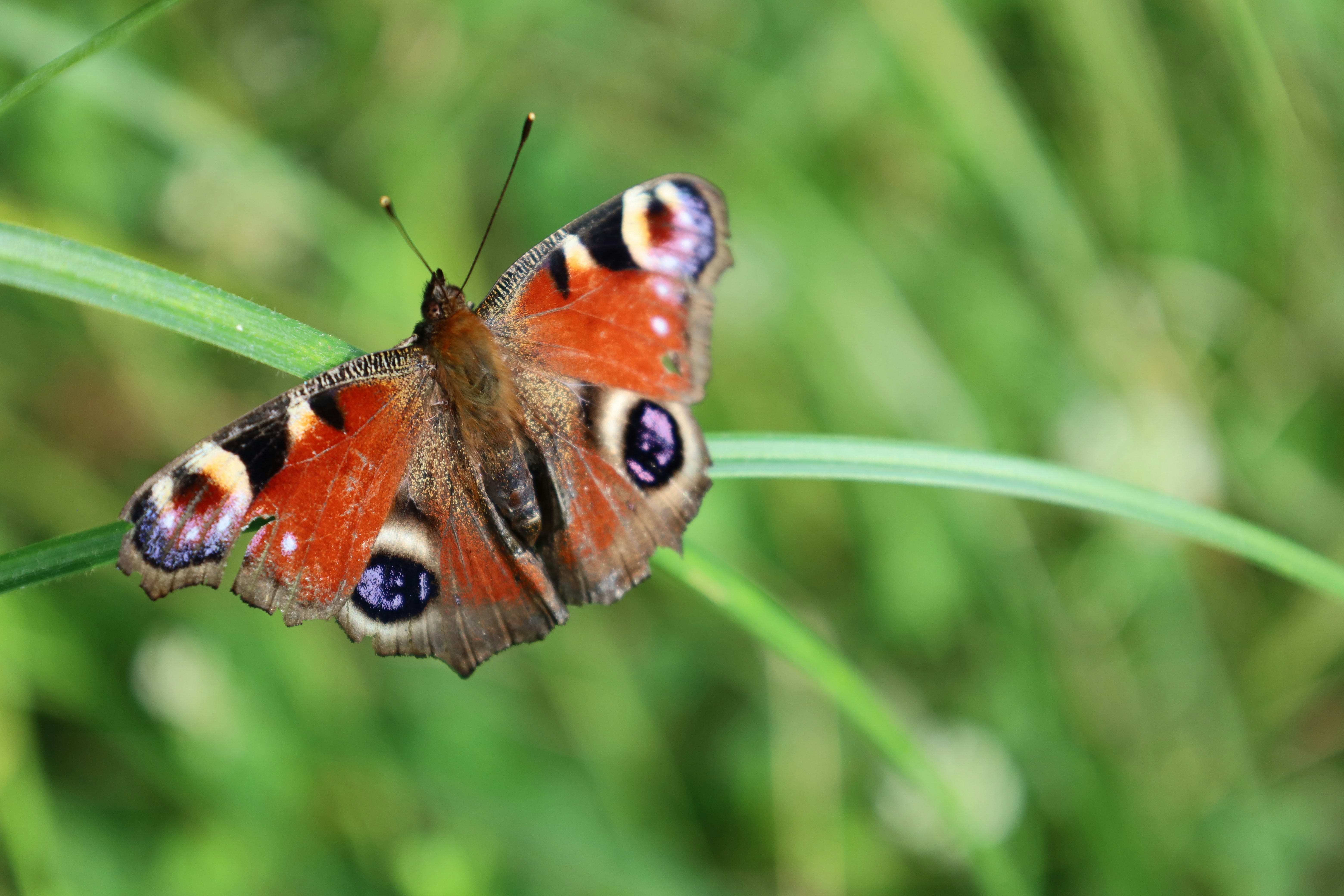 Nature's Vibrant Palette: The Peacock Butterfly