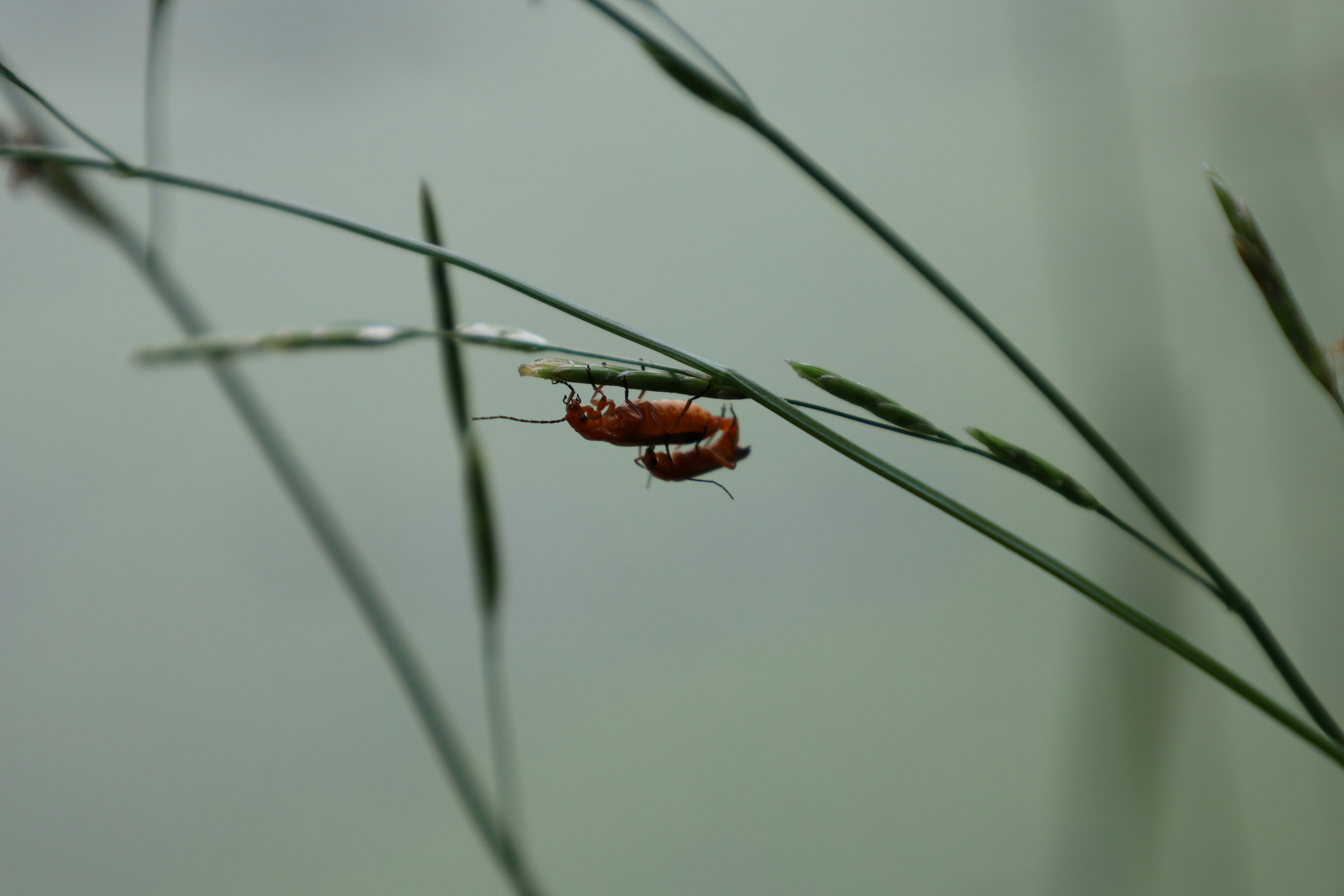 Beetle love in the grass | Two insects are mating on a blade of grass.