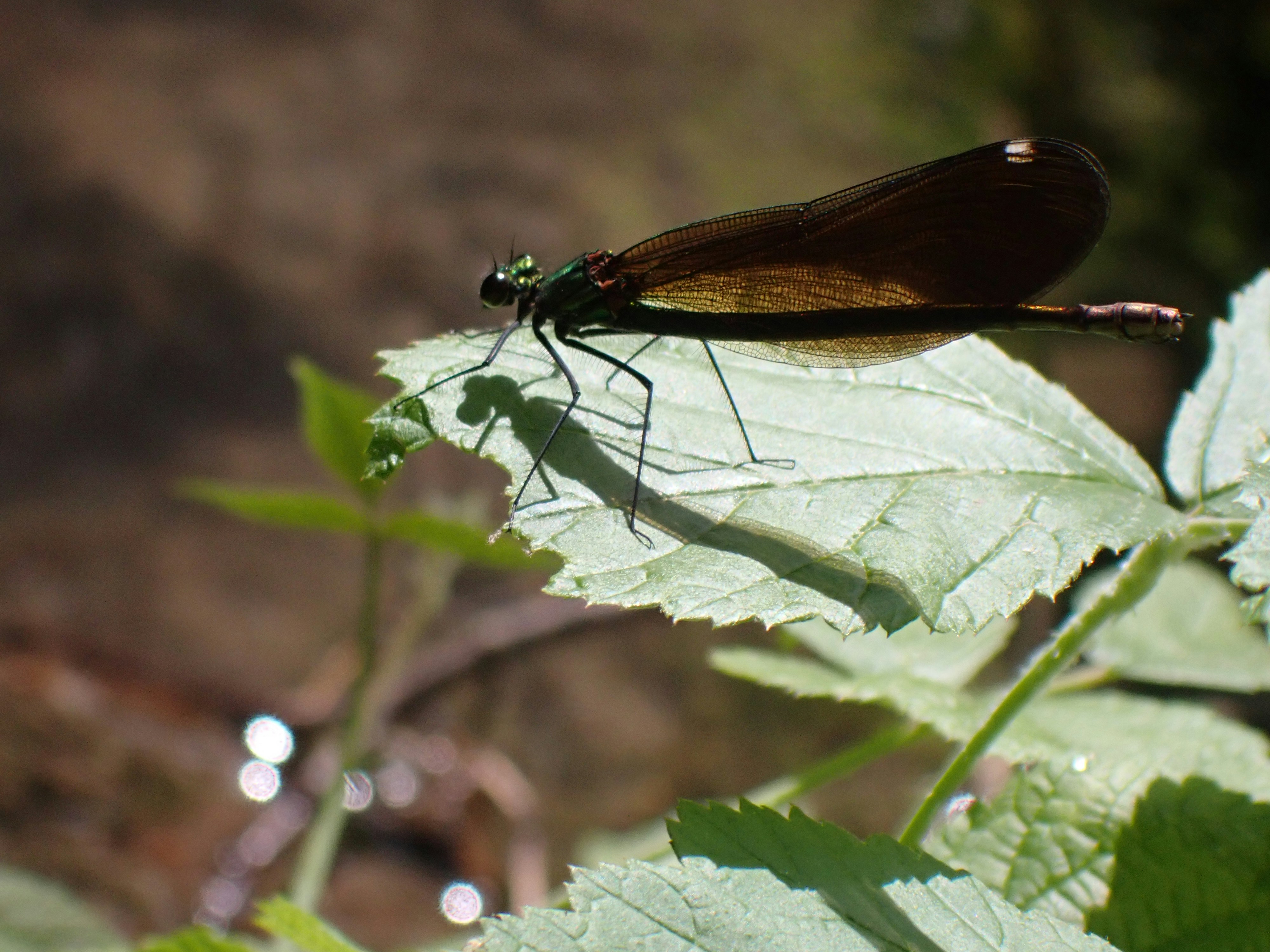 A dragonfly rests gracefully on a vibrant green leaf, casting a distinct shadow, with a shimmering background of blurred water droplets.