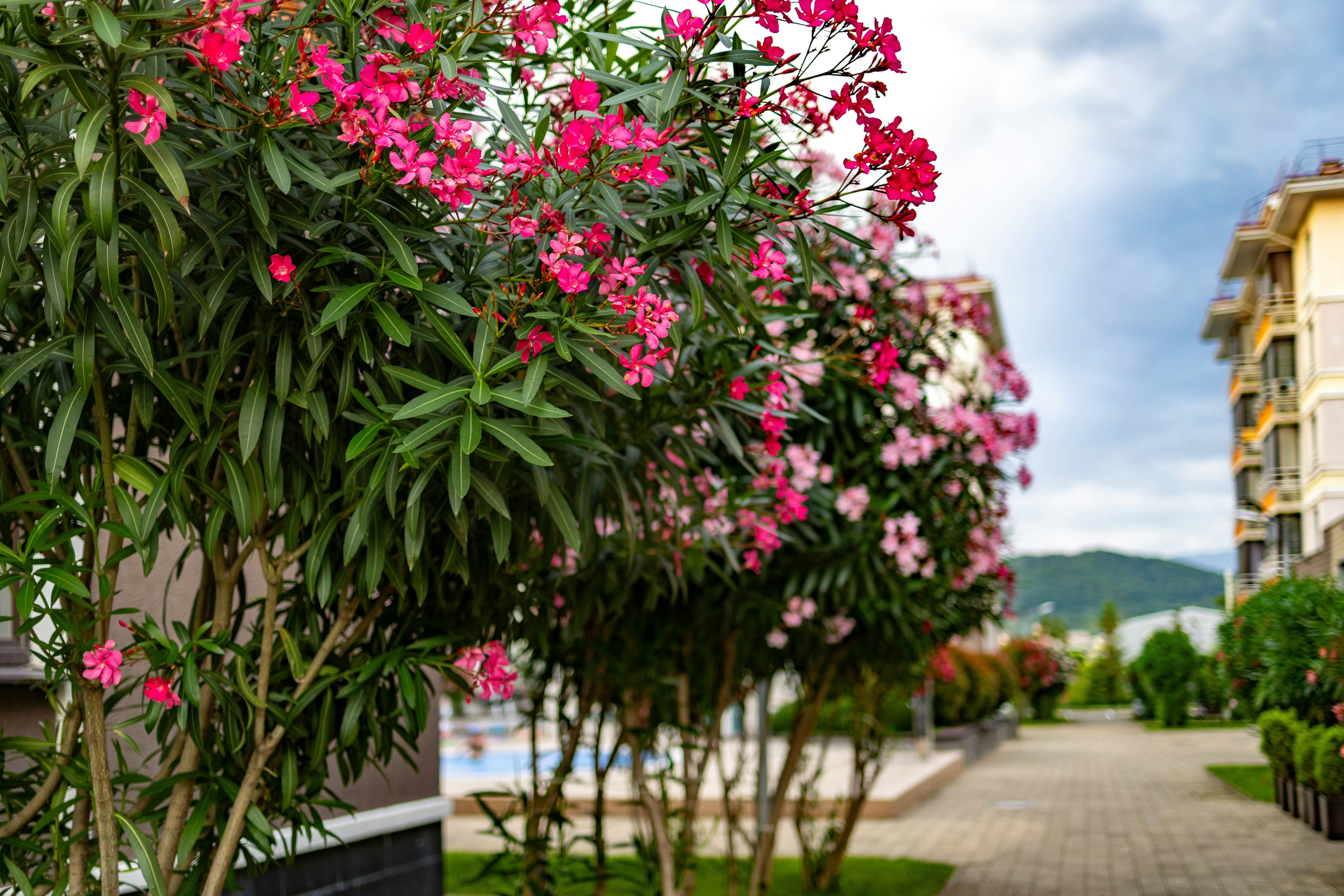 Blossoms Framing a Serene Pathway