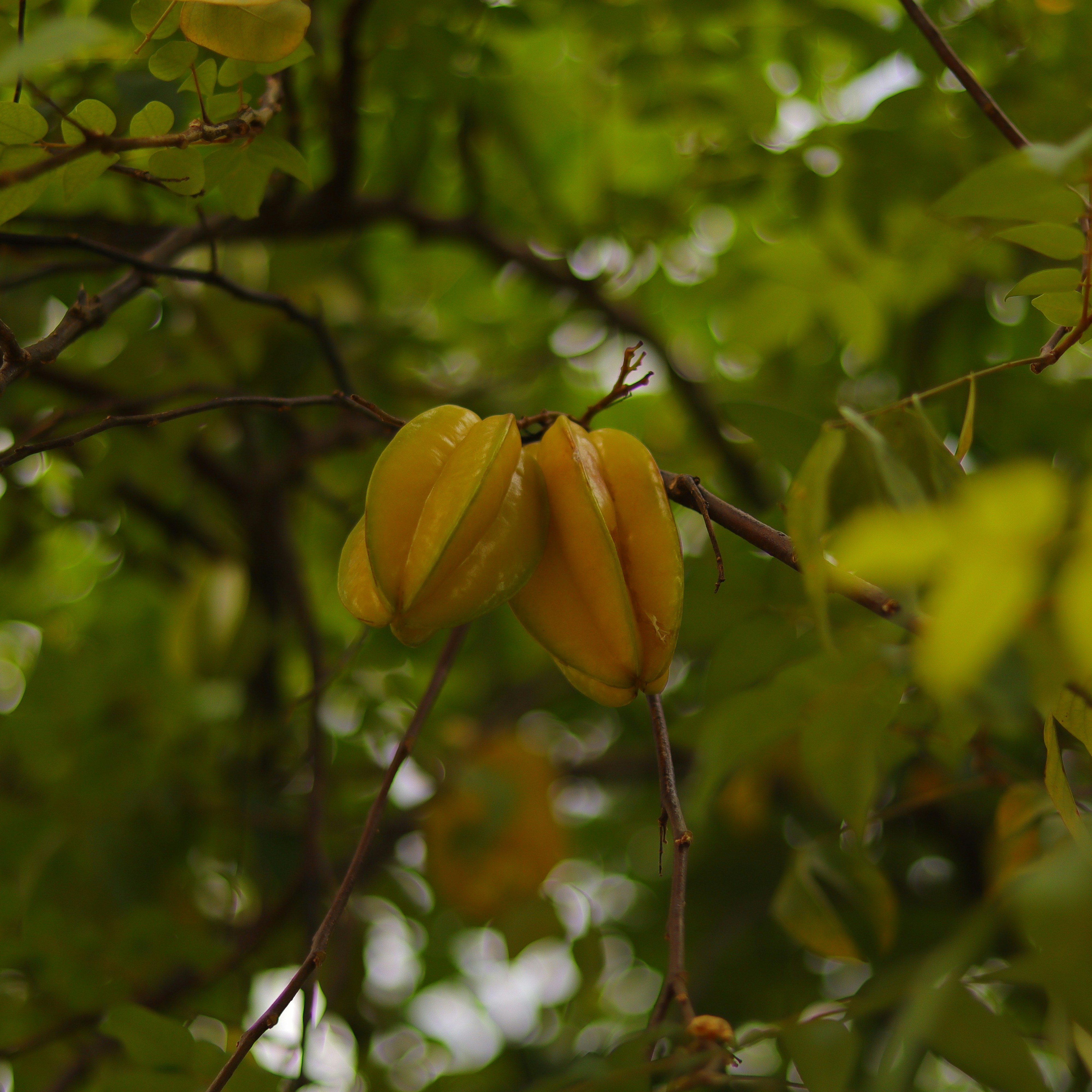Star Fruit | Here's a caption for the image: star fruit hanging from a tree branch.