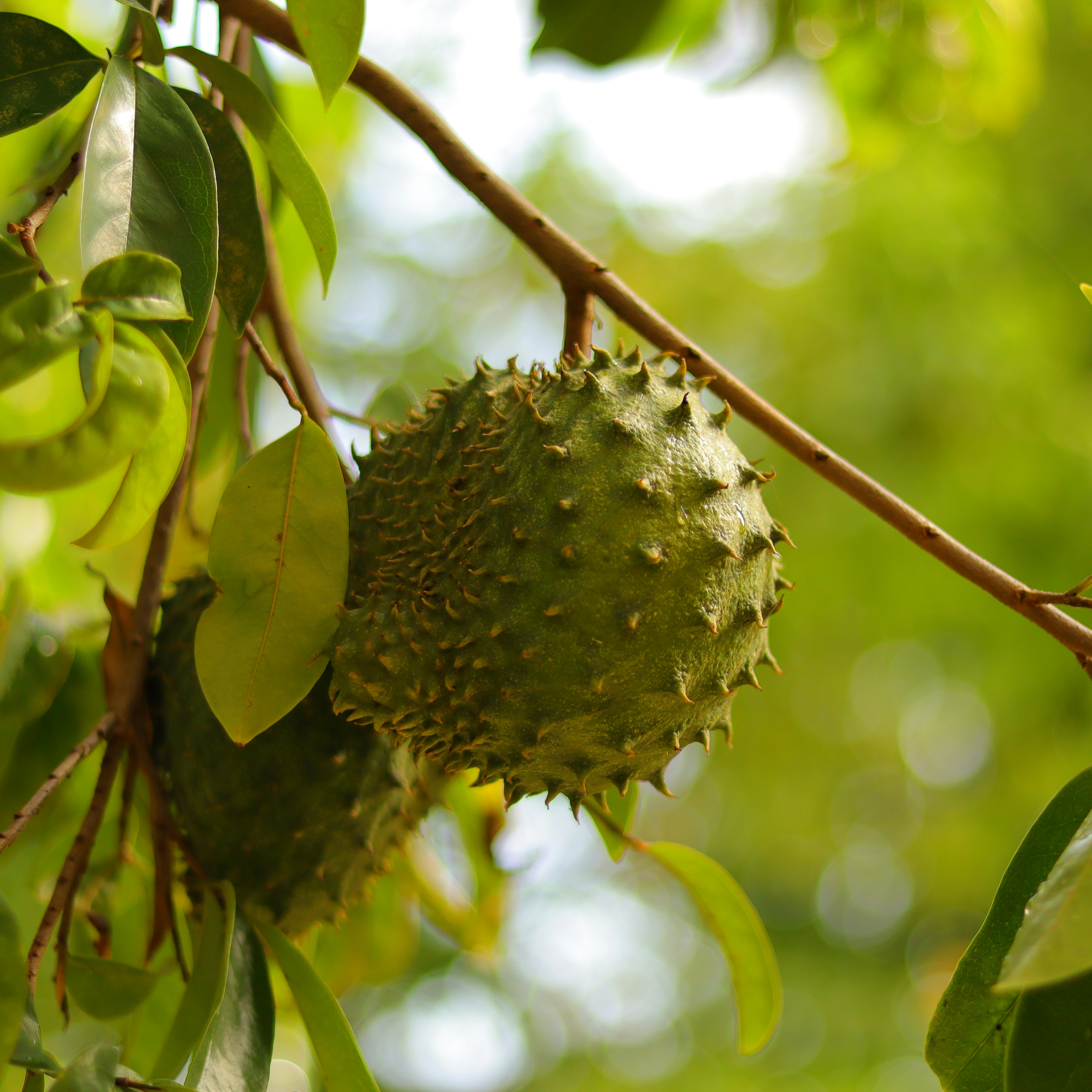 Jamaican Soursop | Soursop fruit hangs from the tree branches.