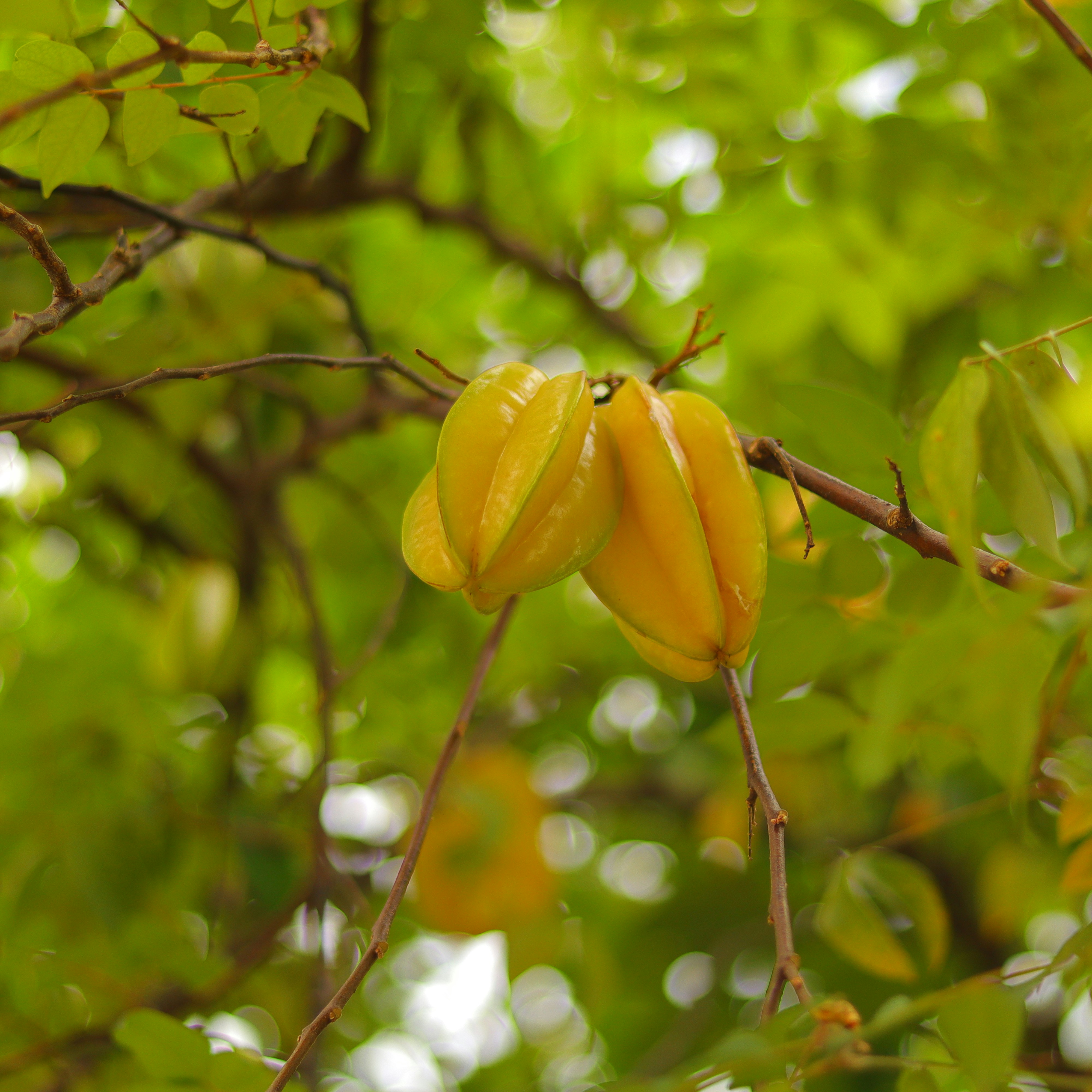 Jamaican Starfruit | Star fruit hangs from the tree.