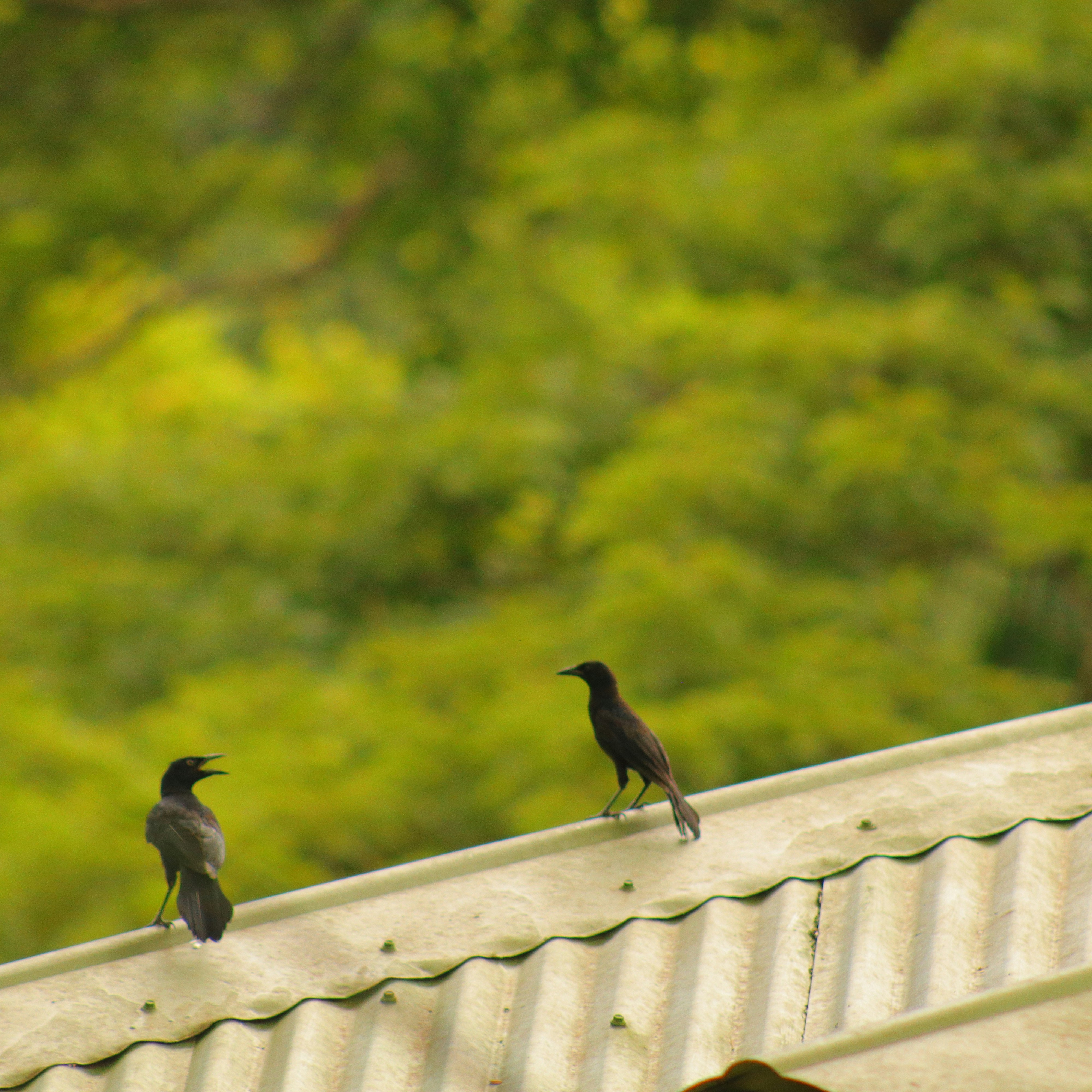 A Chorus of Feathered Voices