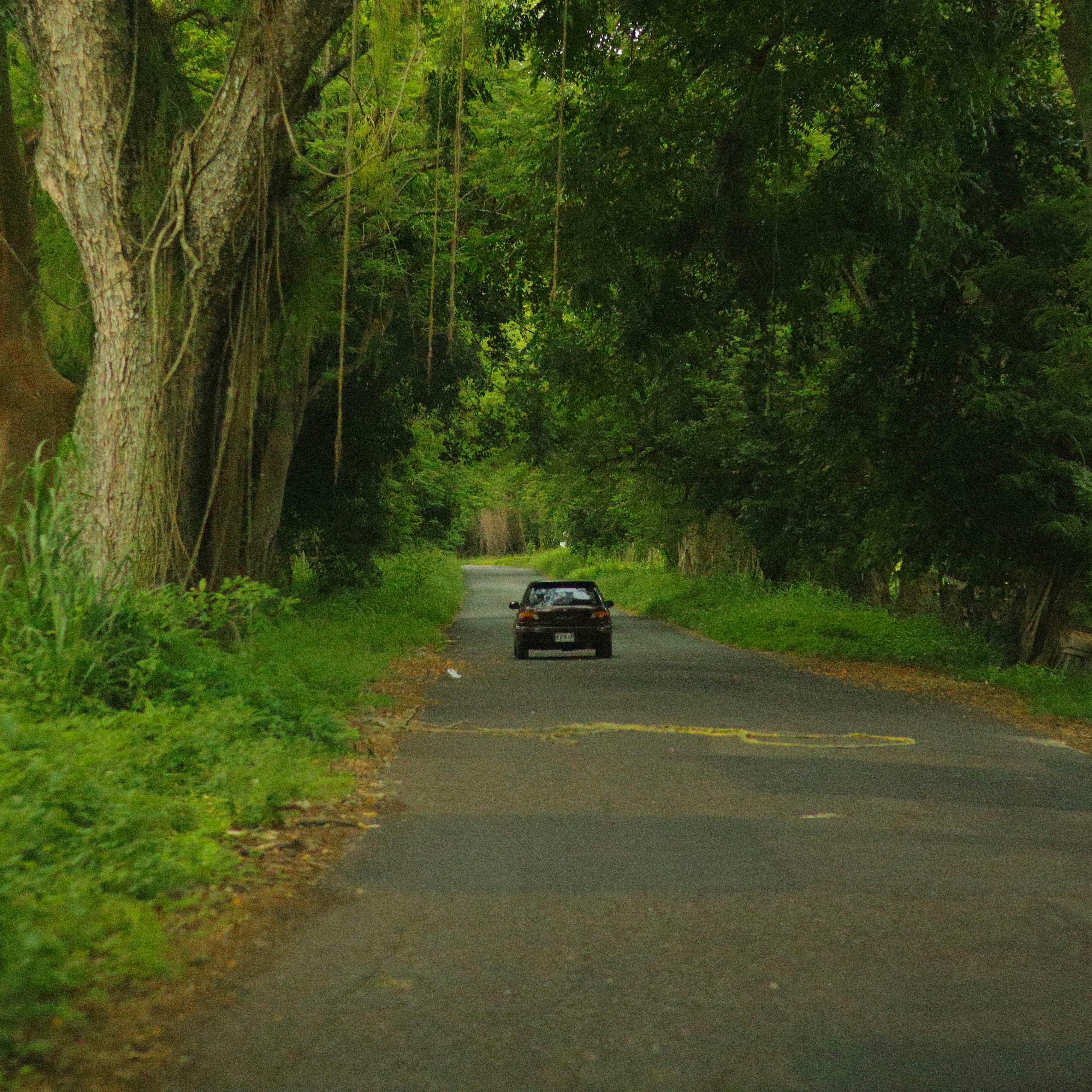 Car on Forest Road | A car drives down a lush, tree-lined road.