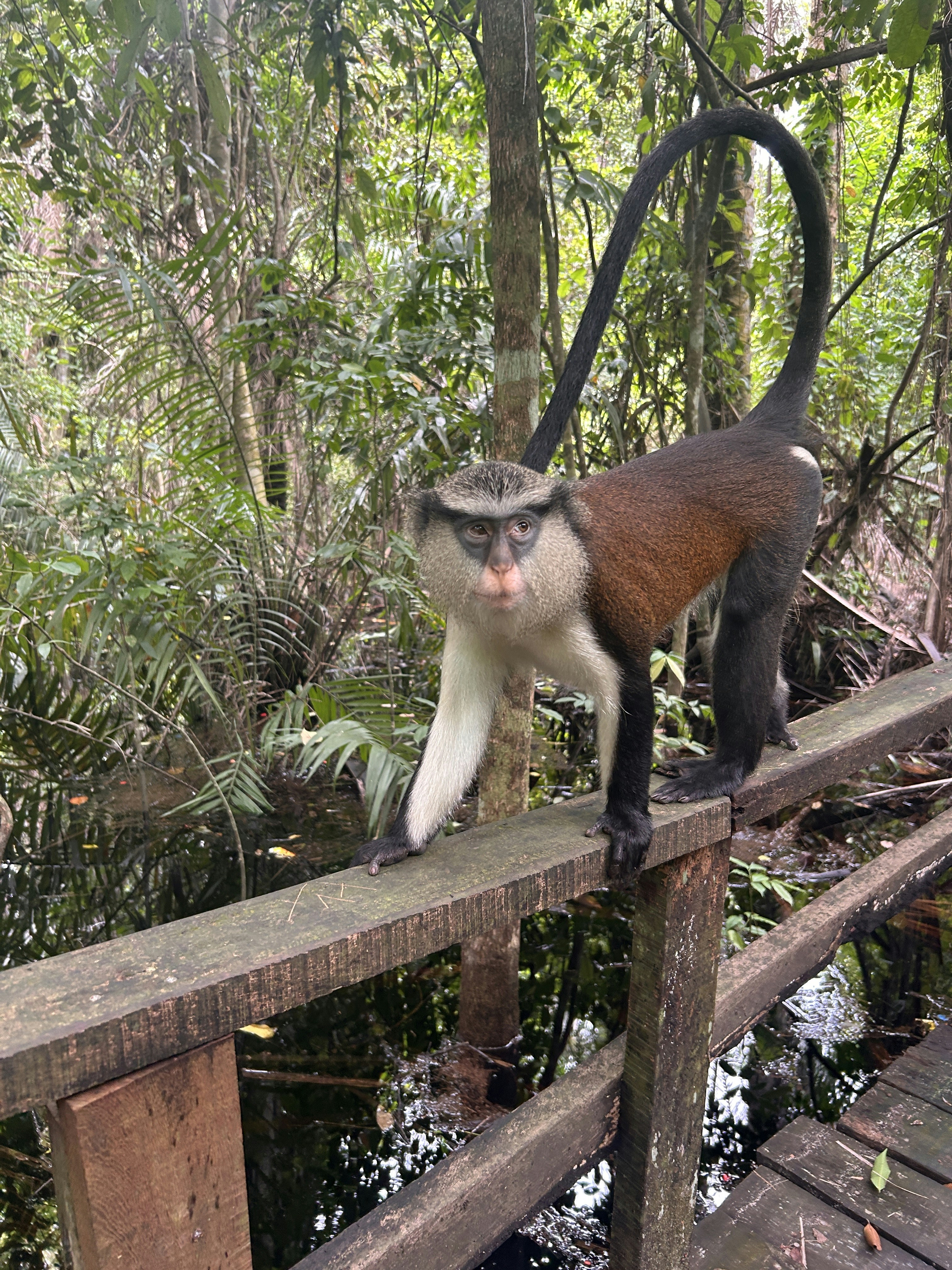 The Watchful Explorer of the Rainforest