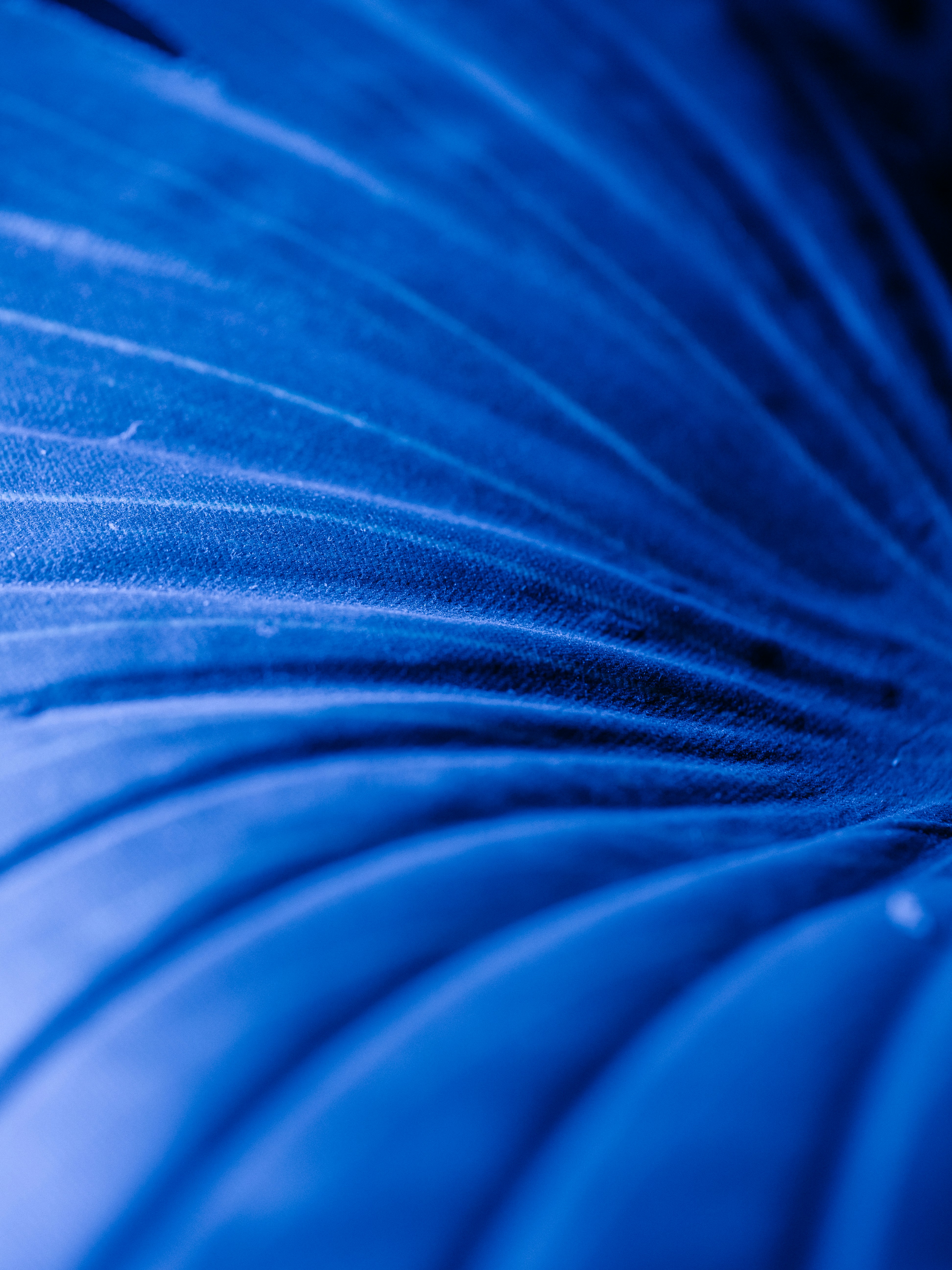 Blue leaf texture with detailed ridges. photo – Free Background Image ...