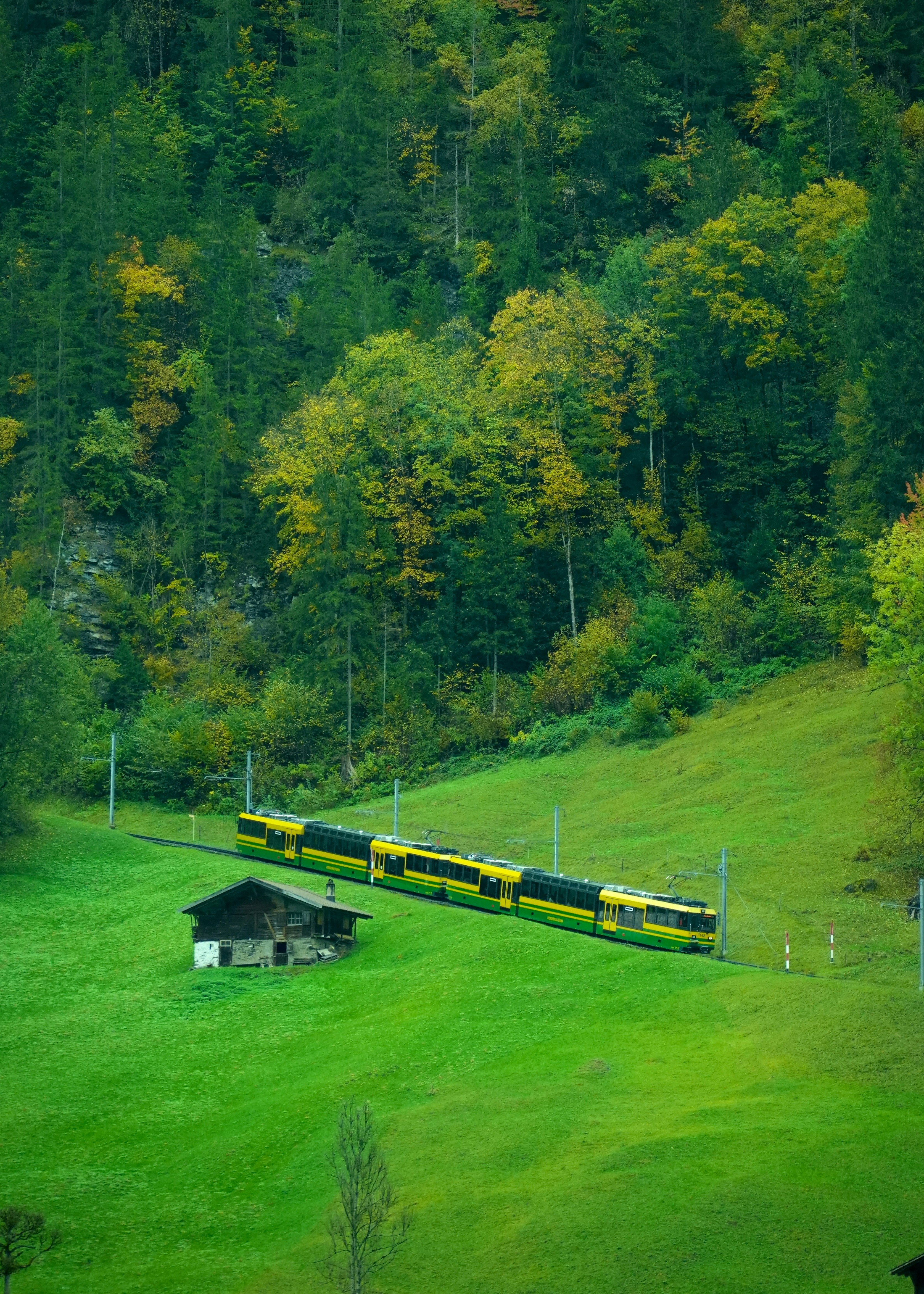 cute yellow train | A yellow train travels through a green landscape.