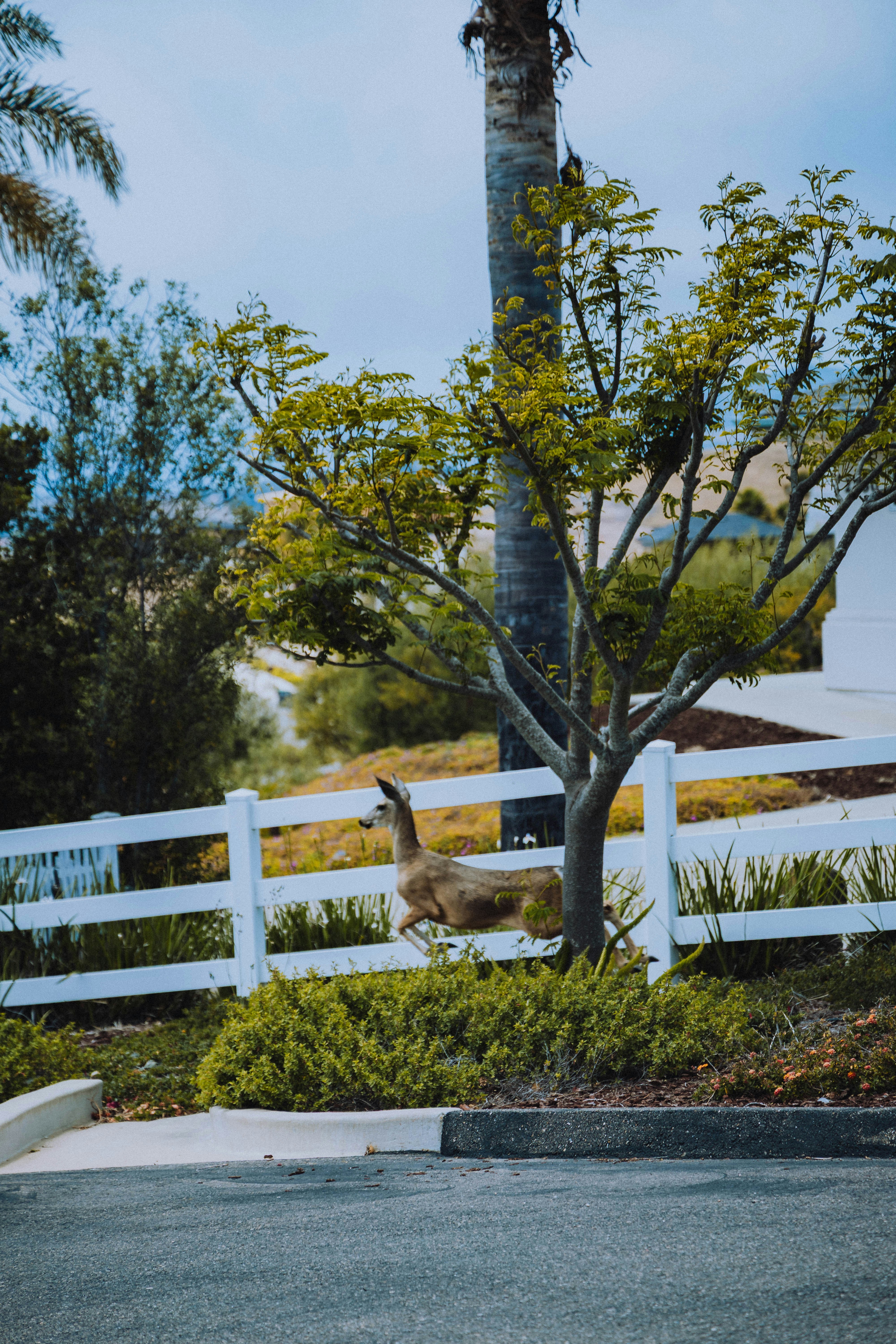 Graceful Encounter in Urban Greenery