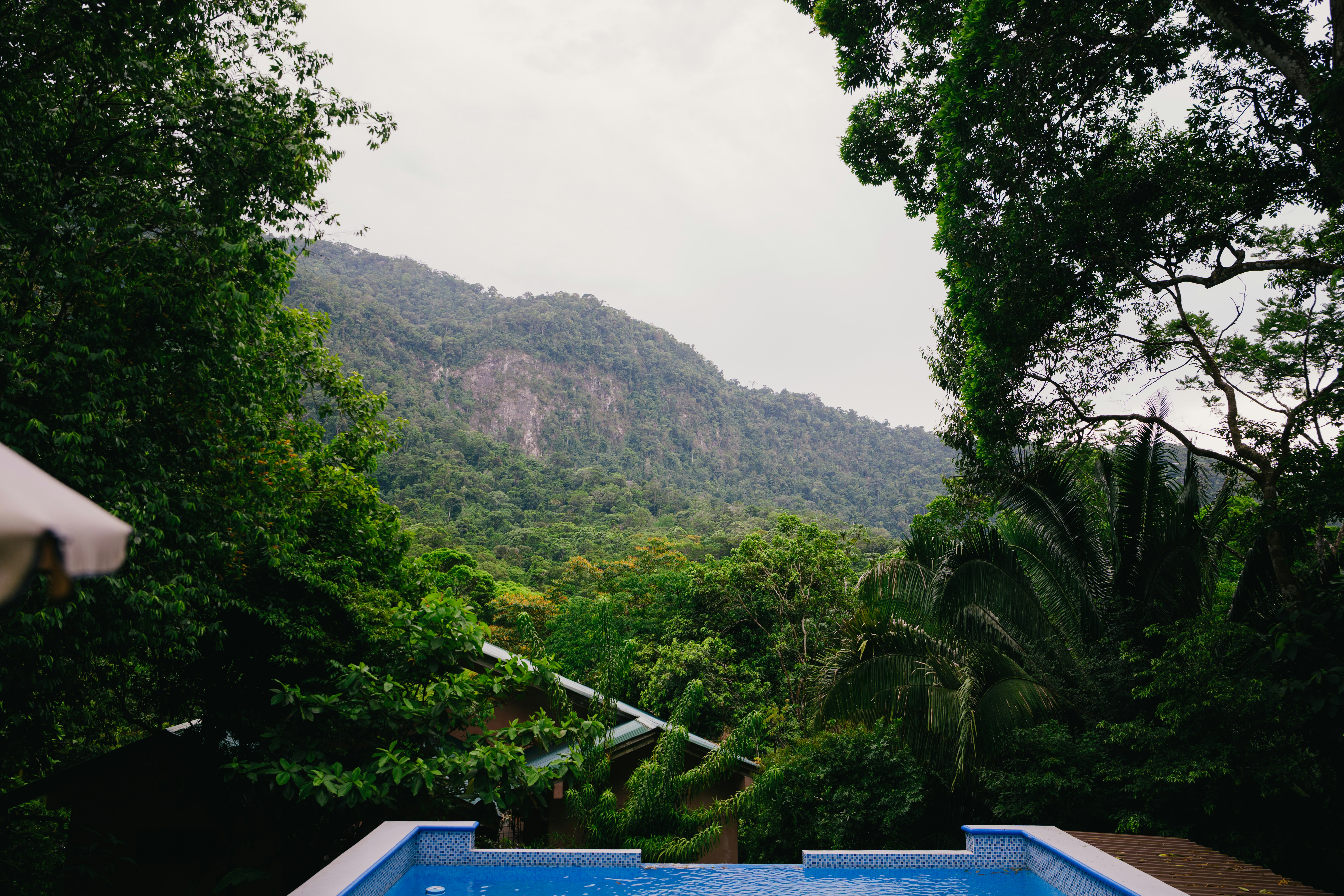 Serenity by the Poolside: A Tropical Retreat