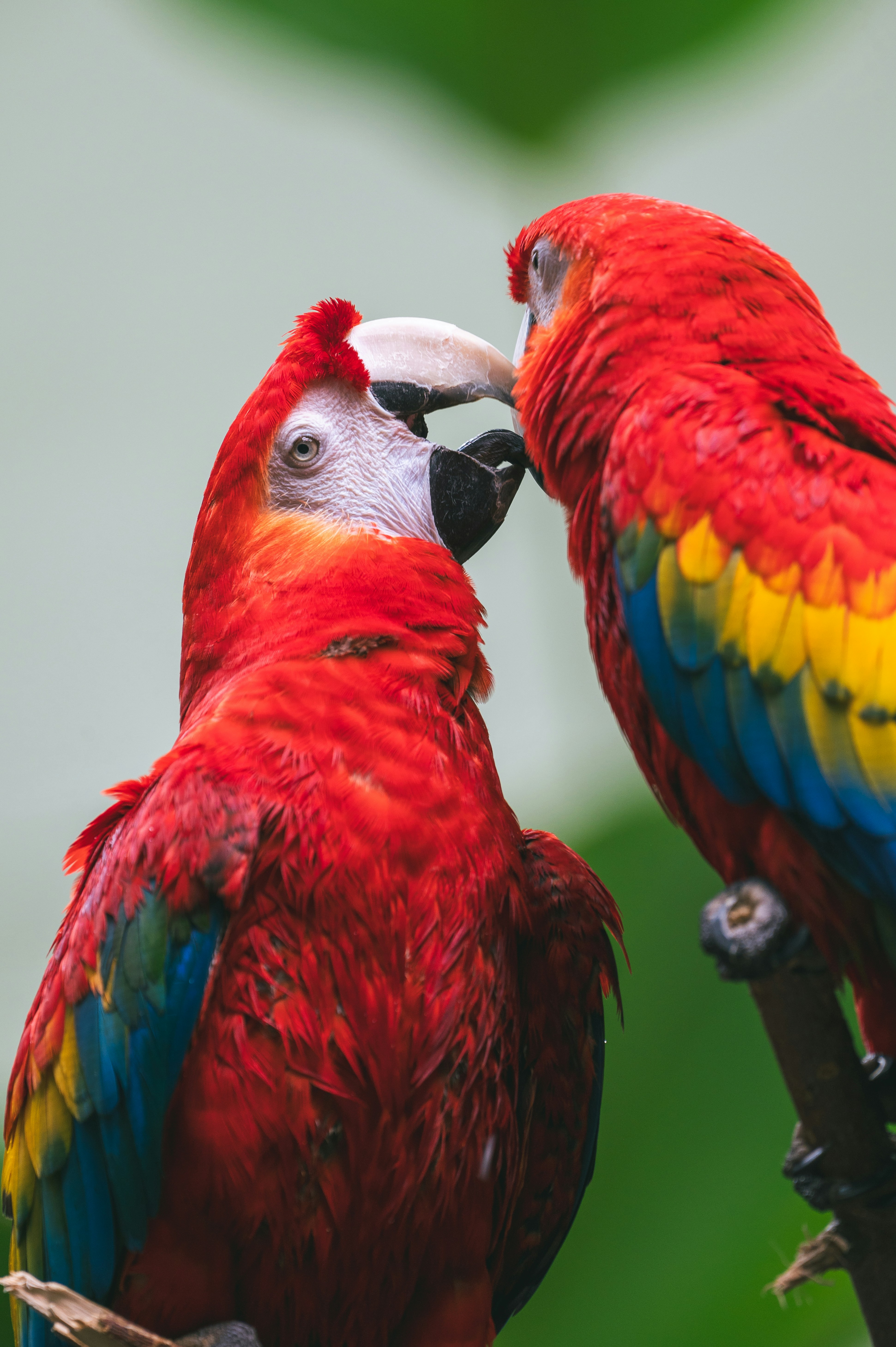 Two vibrant macaws are perched together.