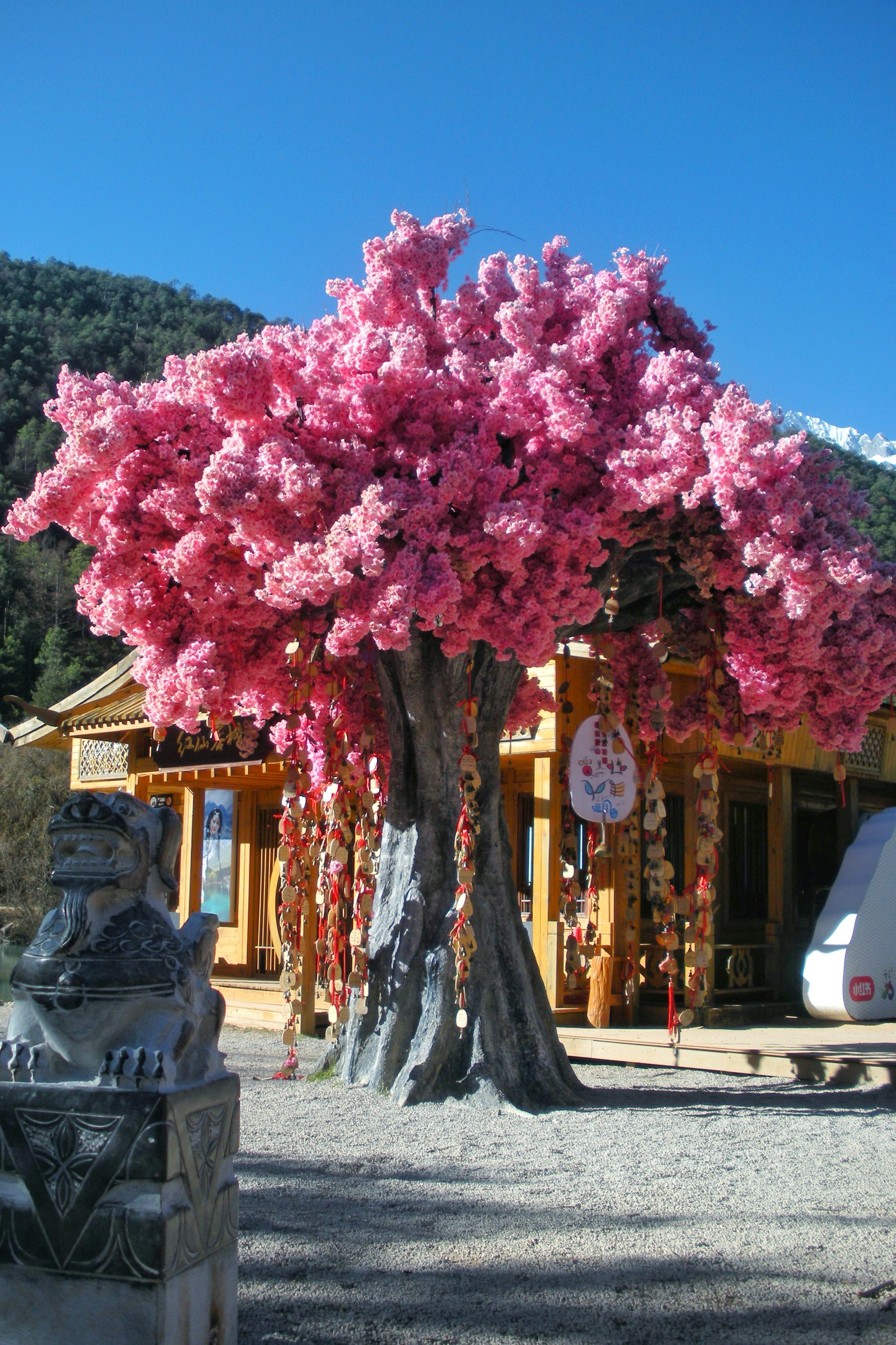 Blossoms of Serenity: A Cultural Oasis