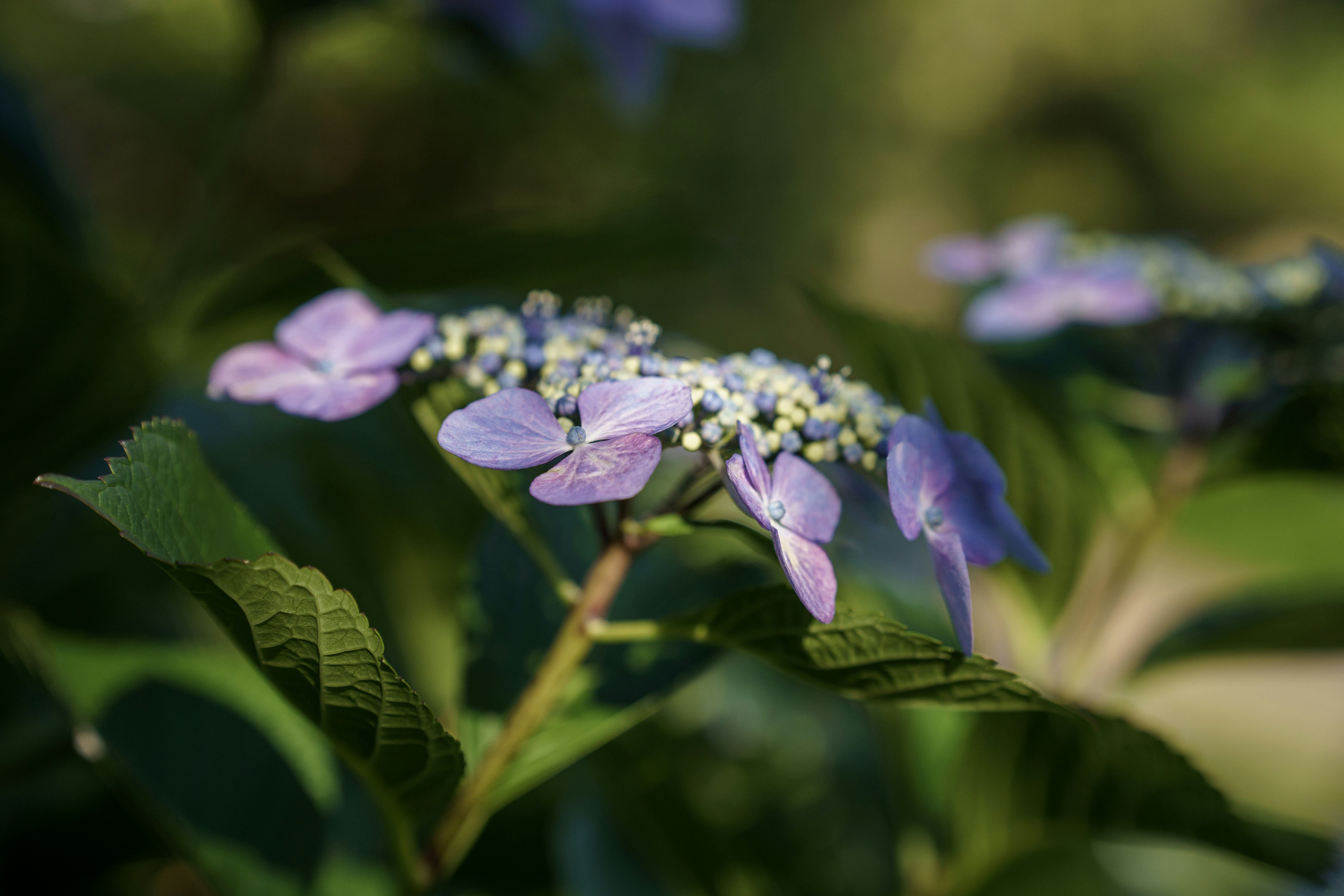 Delicate hydrangea blossoms emerge amidst lush green foliage, showcasing intricate details and soft hues. A moment of tranquility captured in nature.
