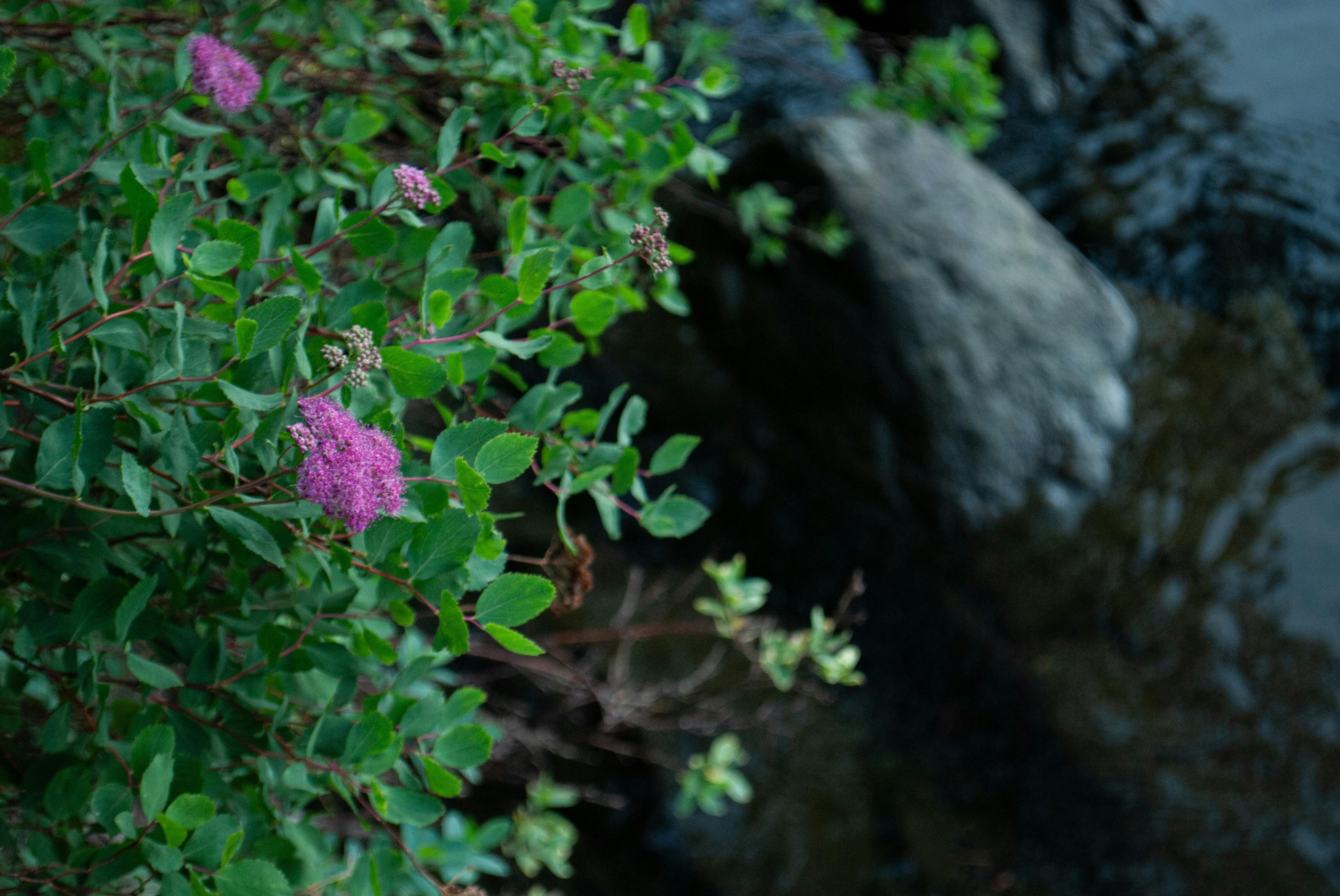 Delicate pink flowers bloom beside a serene water surface, contrasting lush green leaves with dark ripples. The scene evokes tranquility and natural beauty.