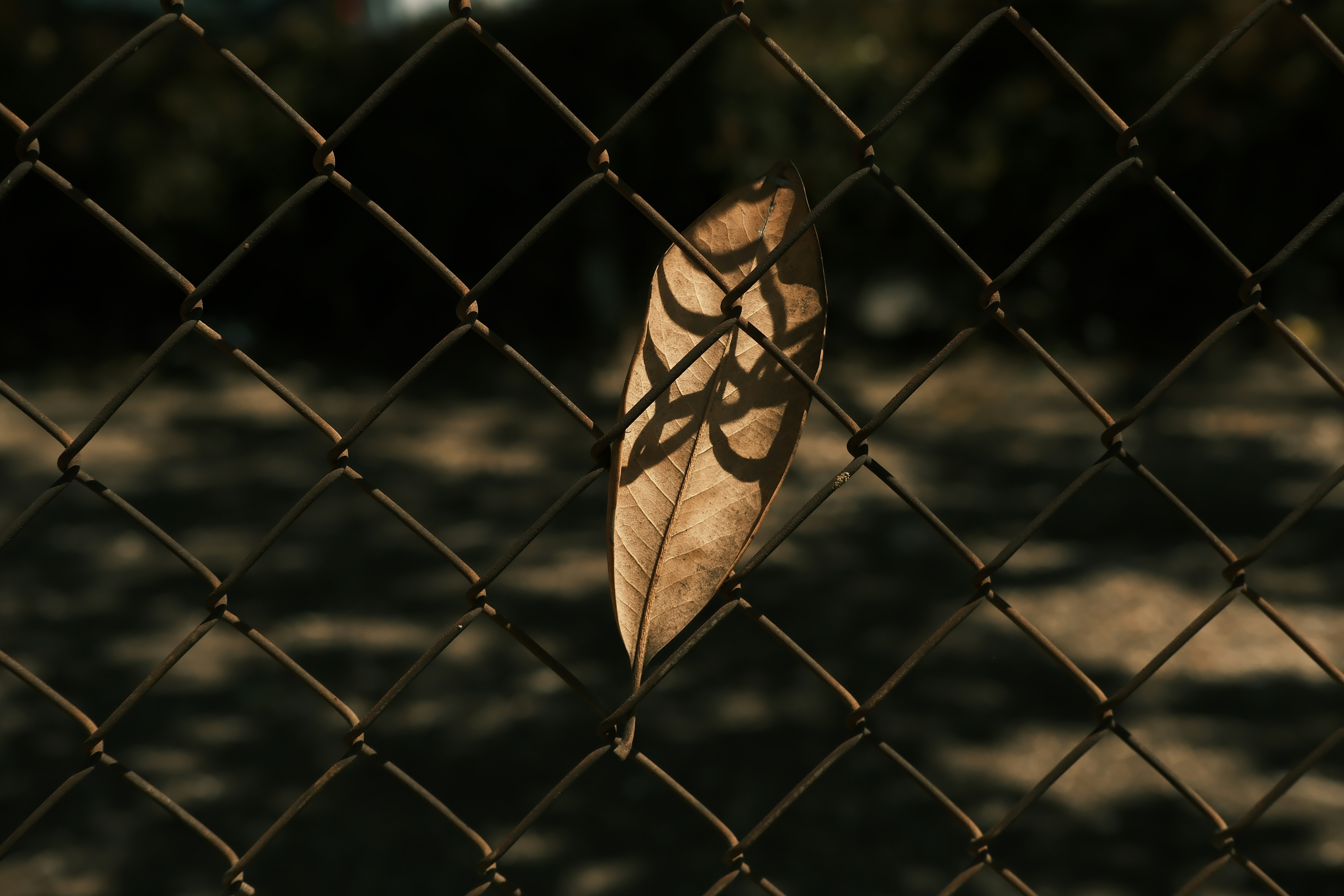 Nature's Remnant: A Leaf's Silent Story