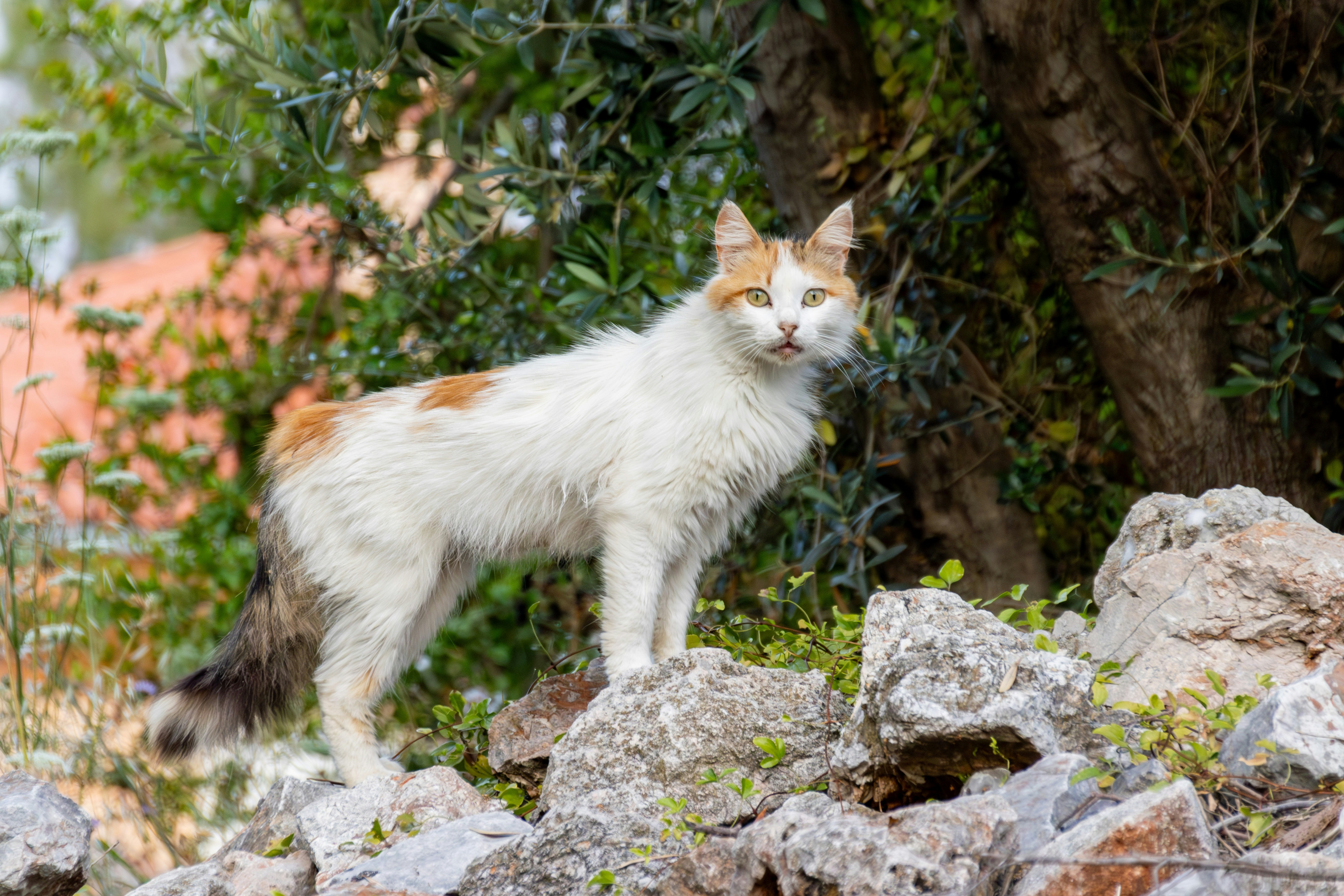 Whiskered Wanderer on Rocky Terrain