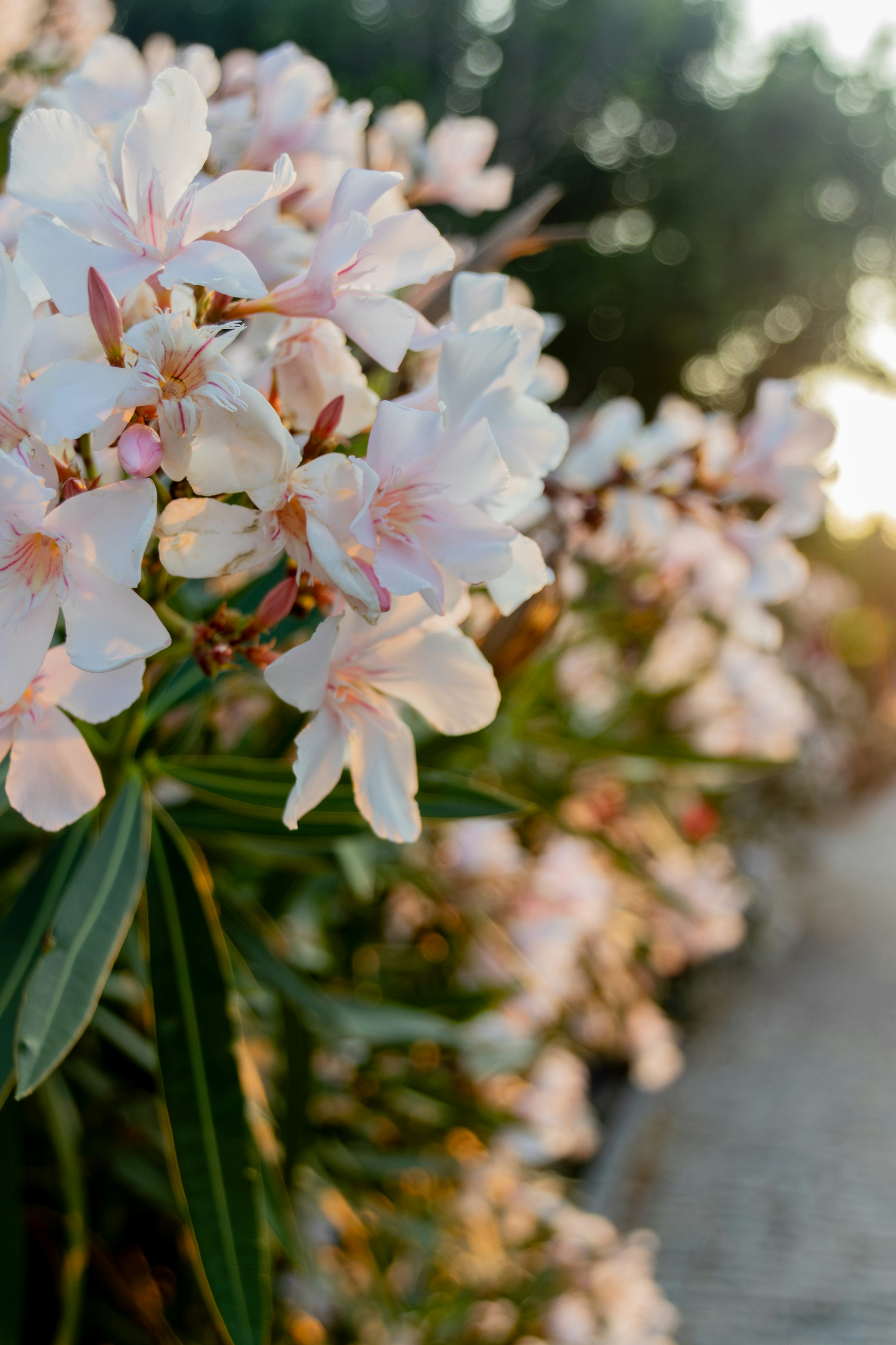 Delicate pink and white oleander blossoms framed by lush green foliage, softly illuminated by warm evening light.