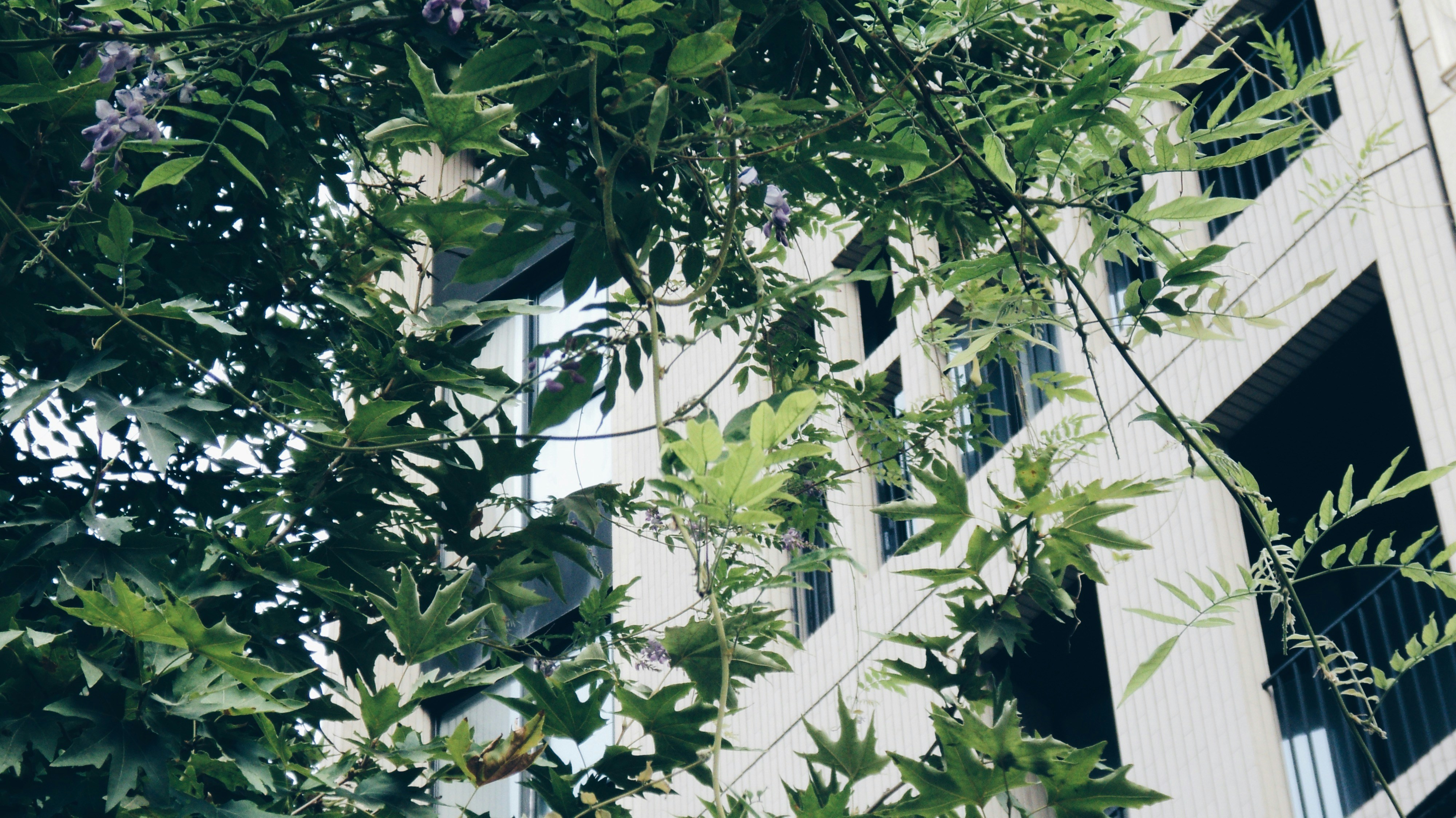 The city, as seen through a green curtain. | Green foliage covers a building facade.