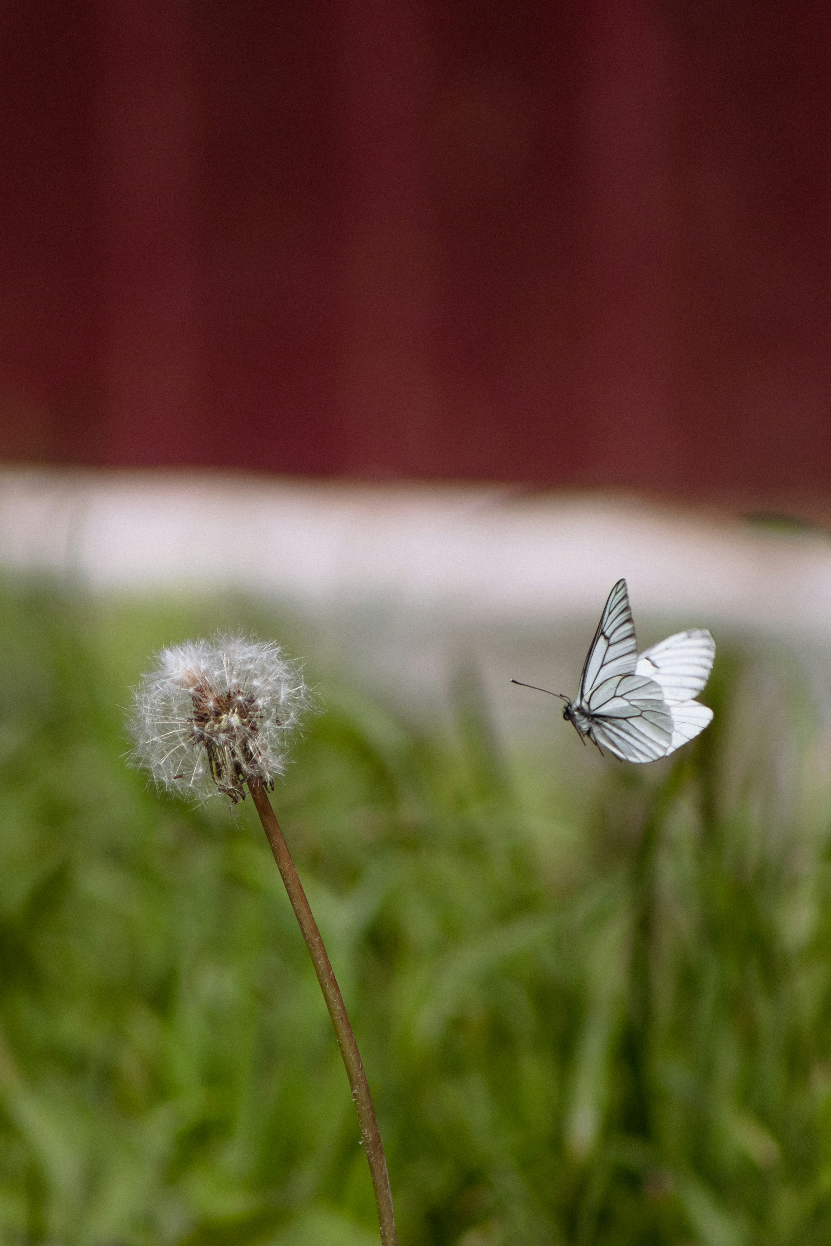 A butterfly flies near a dandelion.