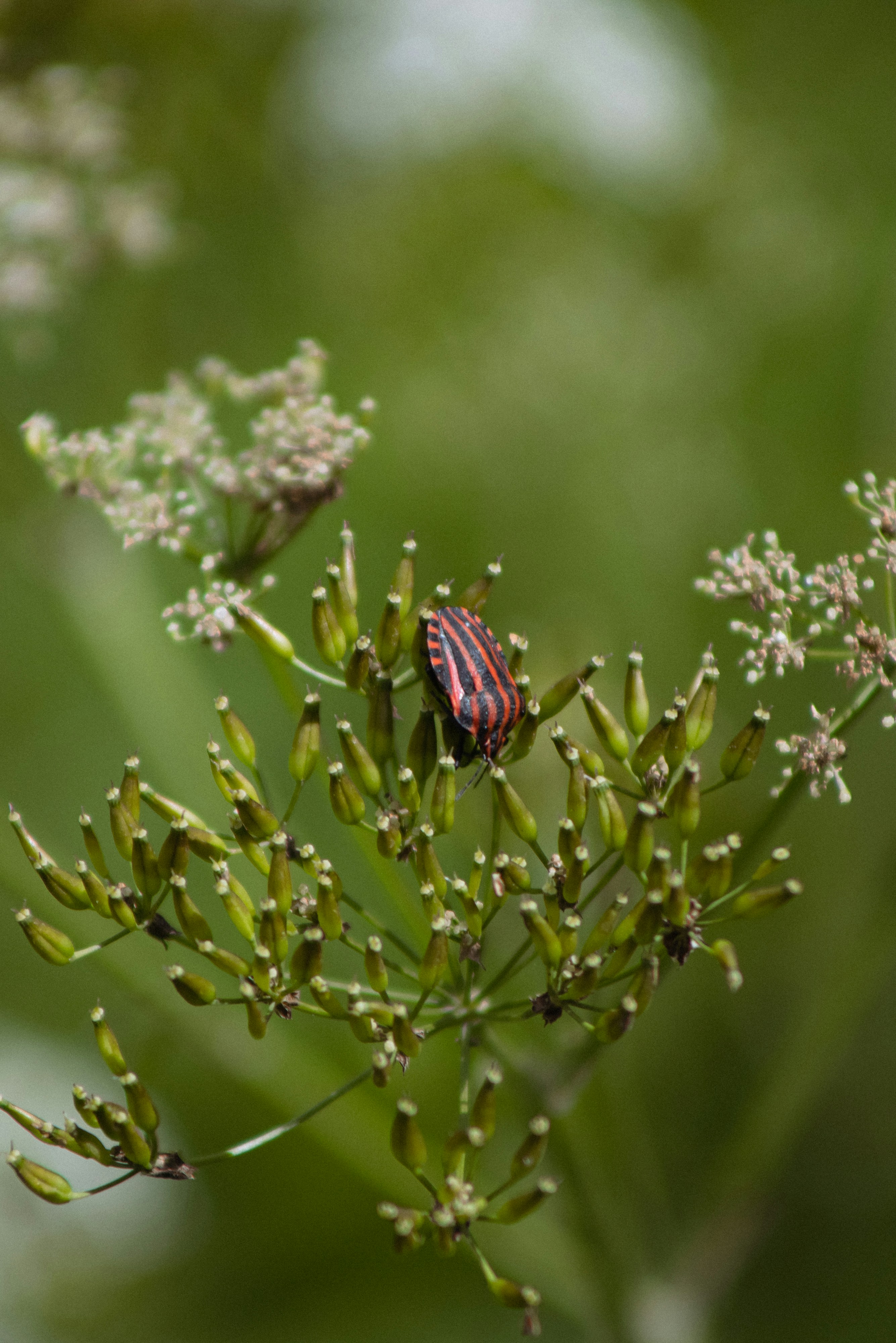 The Striped Sentinel of the Meadow