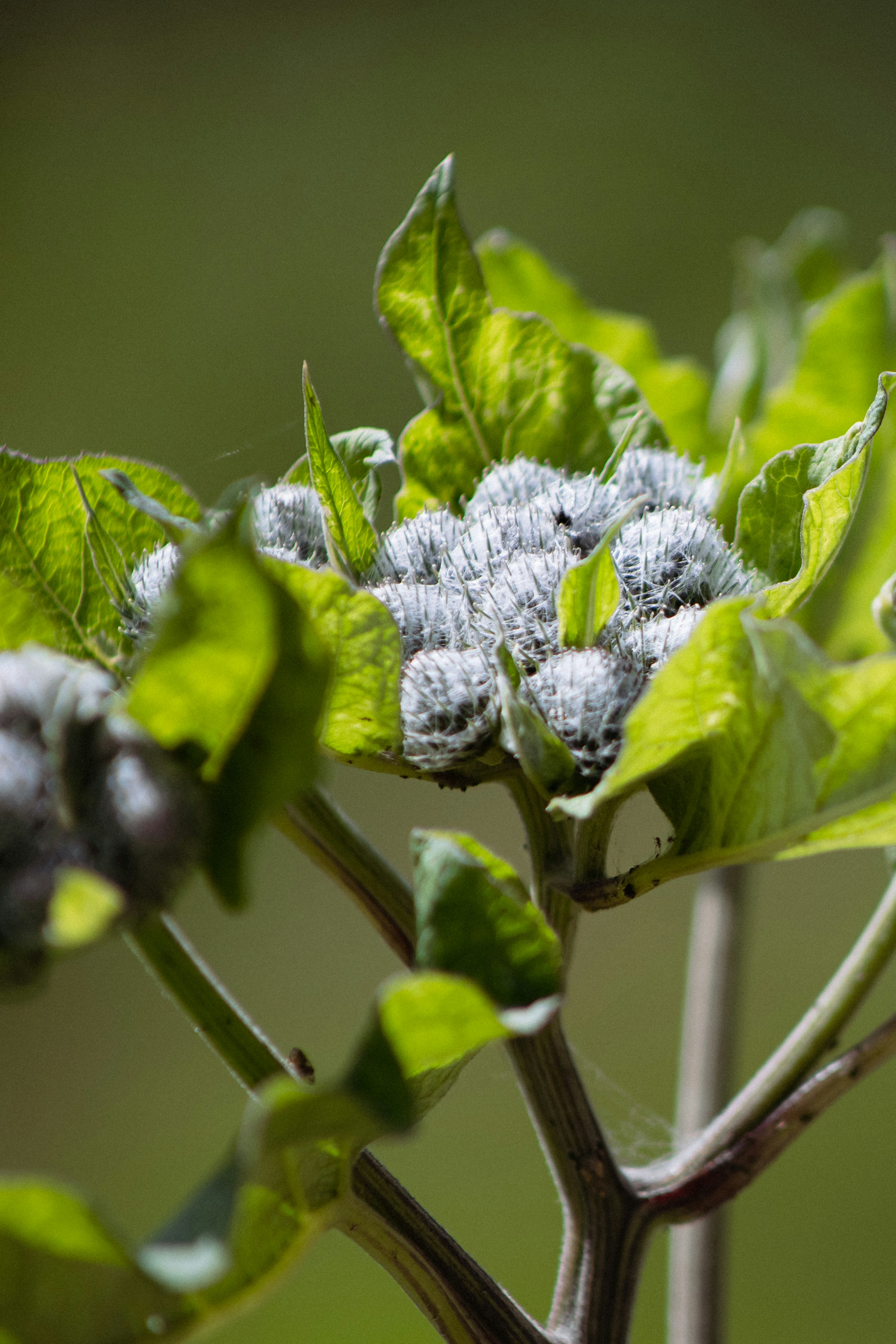 Close-up of a cluster of fuzzy buds surrounded by vibrant green leaves, showcasing the intricate details of plant life.