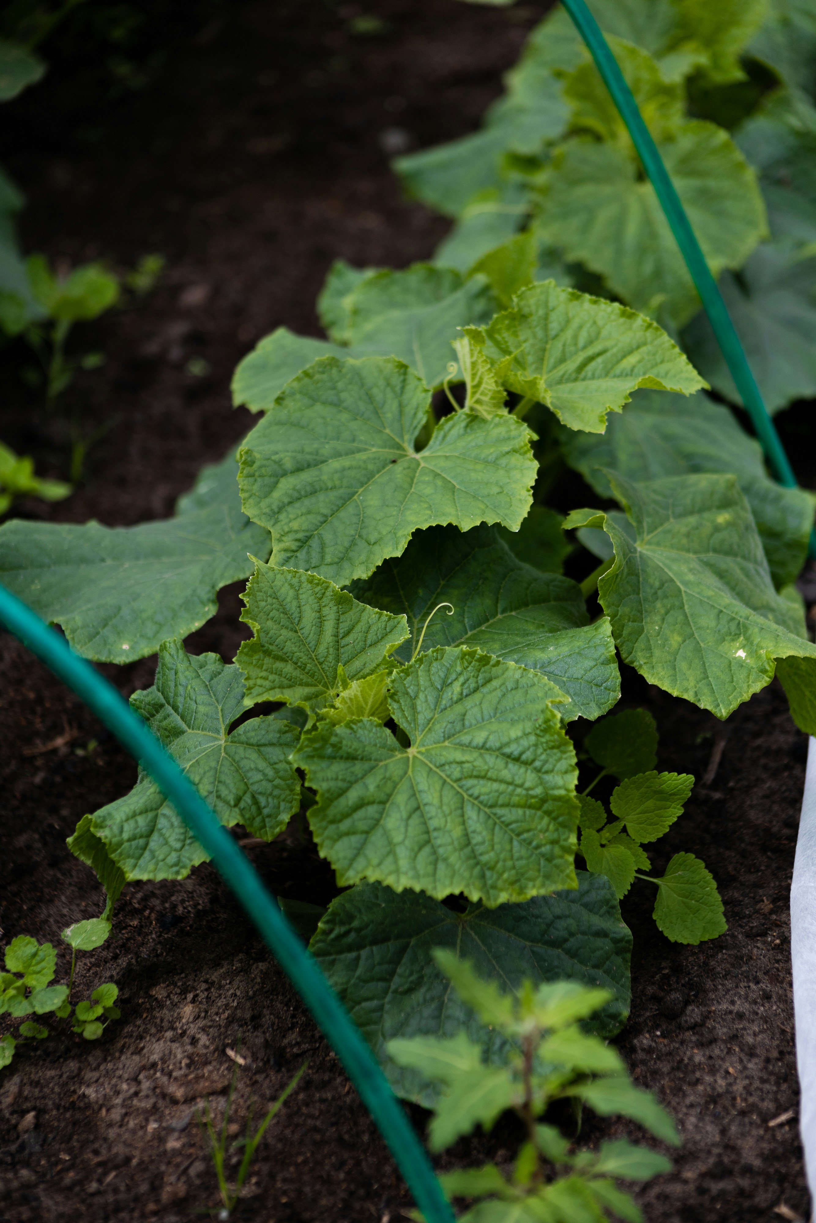 Lush green cucumber leaves sprawling across dark soil, framed by supportive garden hoops. A testament to thriving plant life.