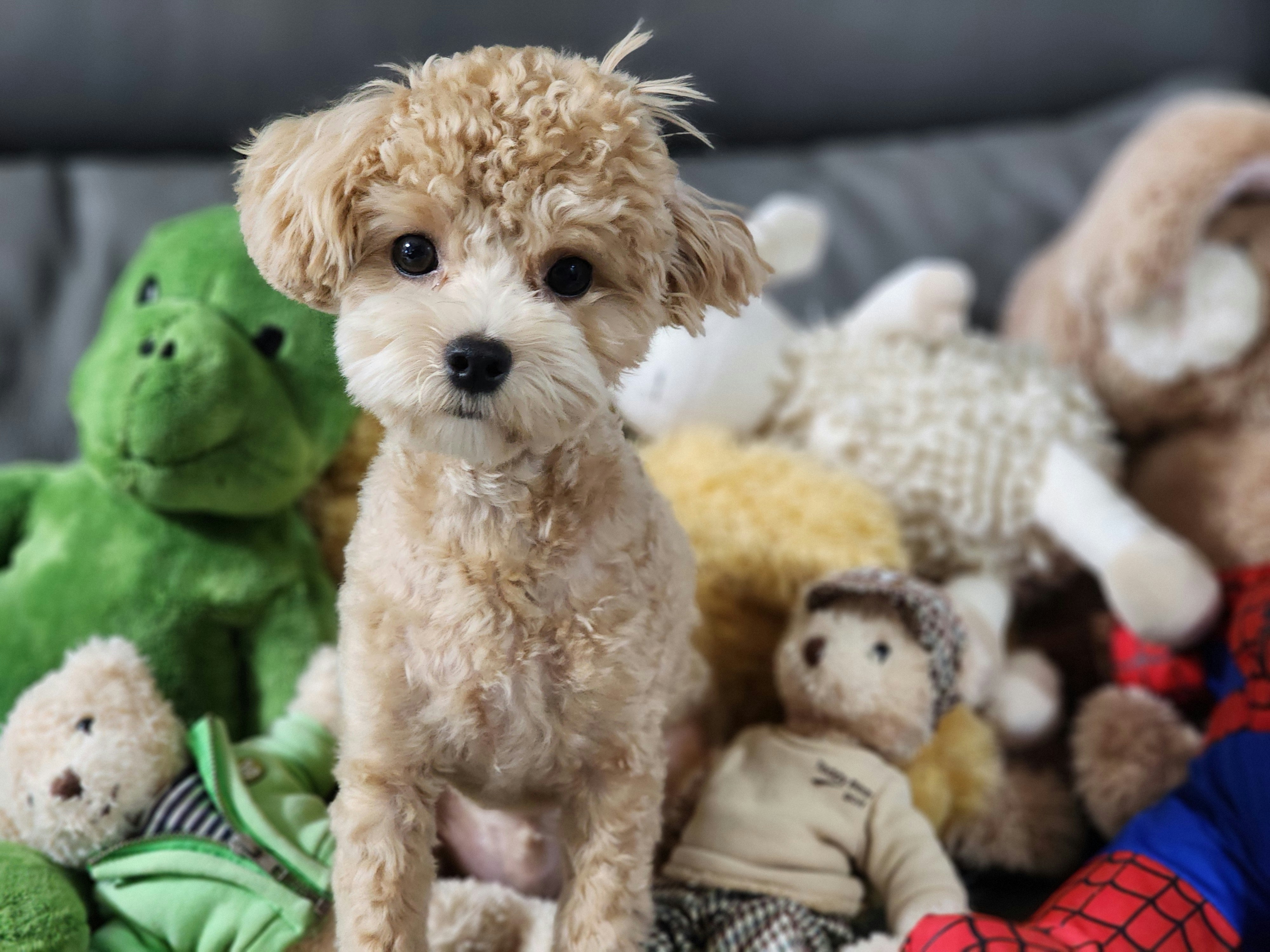 Whimsical Playmate Among Plush Companions