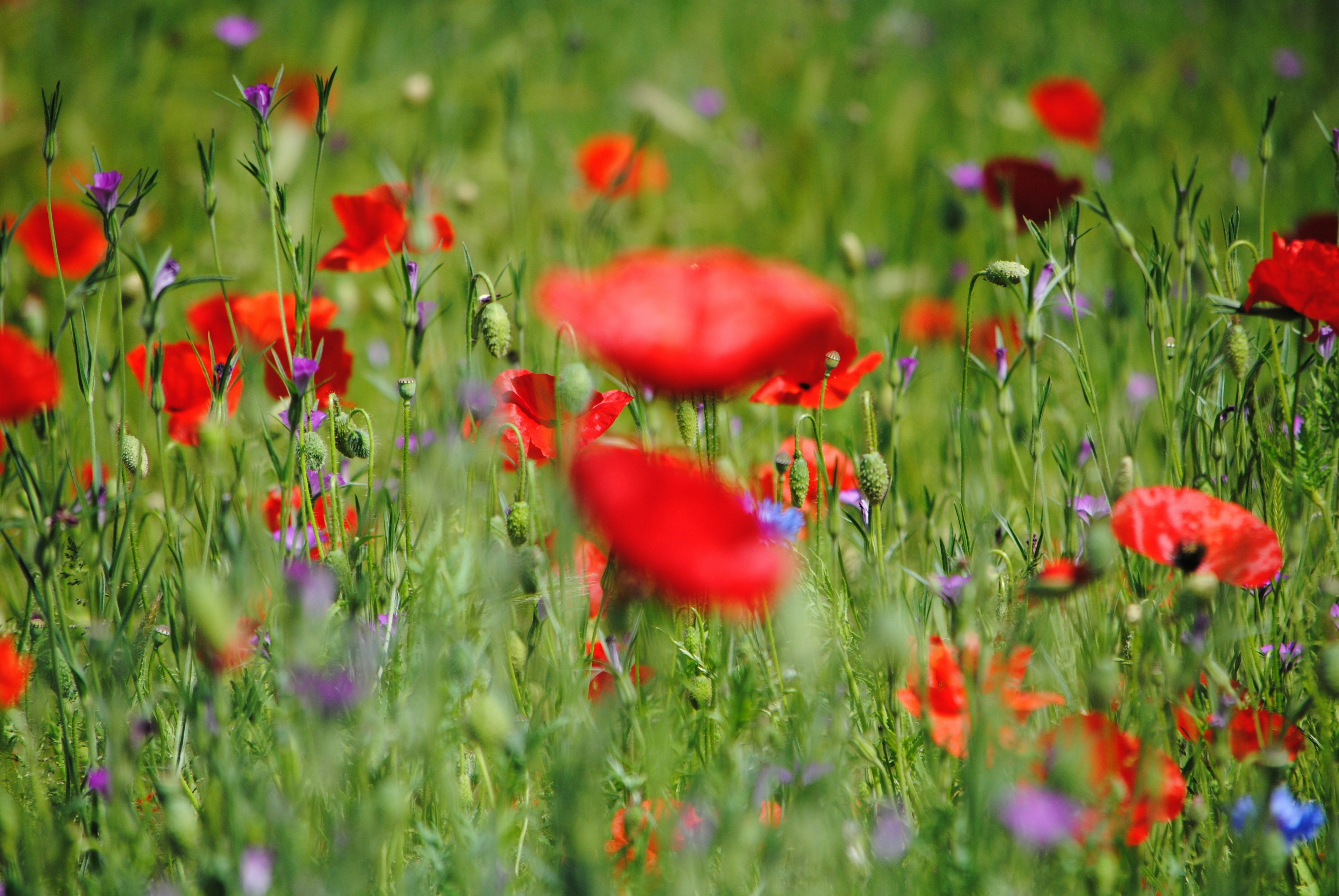 Vibrant red poppies interspersed with delicate purple wildflowers create a lively tapestry in a sunlit meadow.