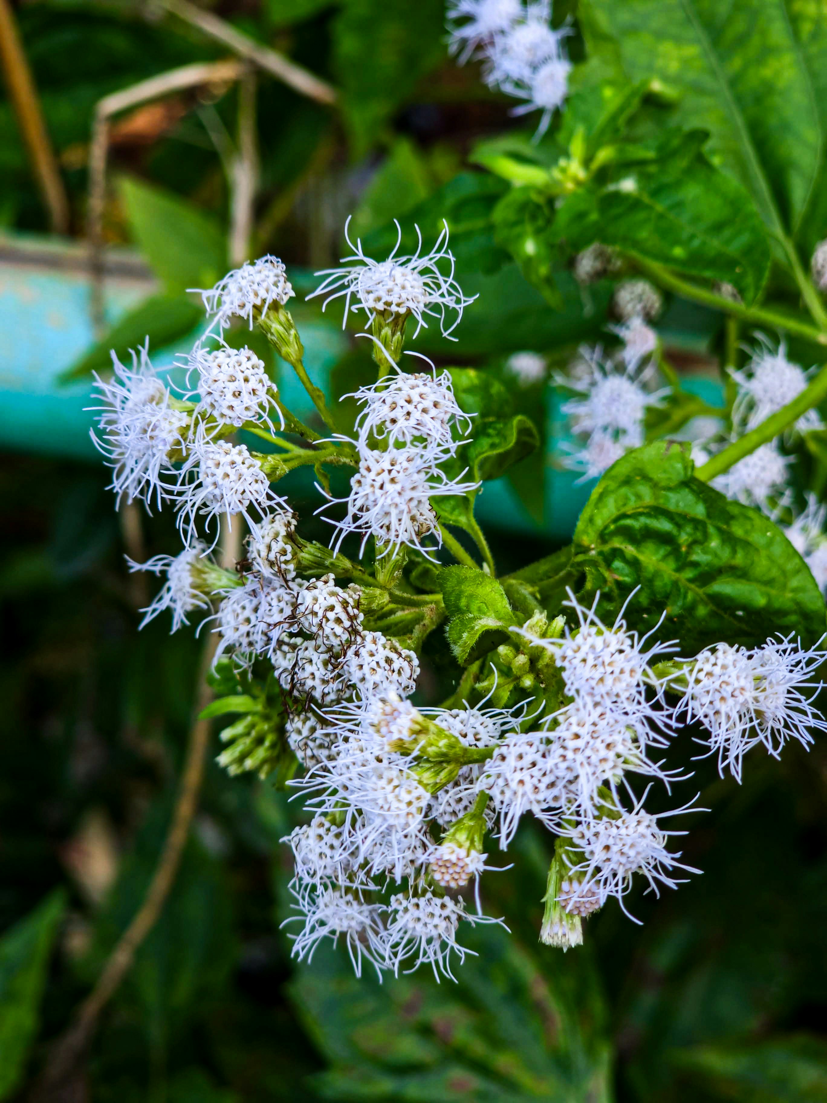 Whispers of Nature: The Delicate Blossom