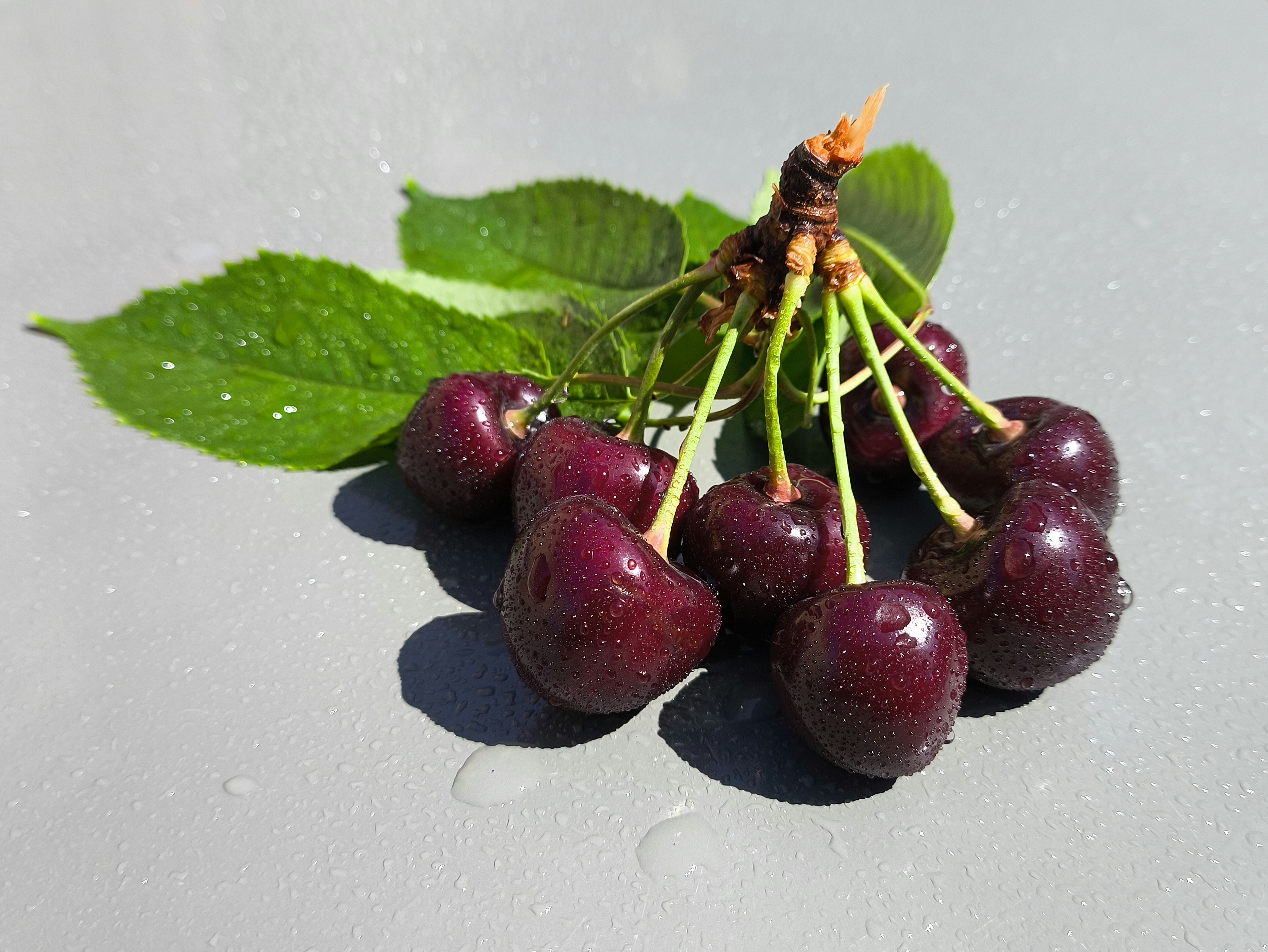 A cluster of fresh, dark cherries. photo – Free Image on Unsplash