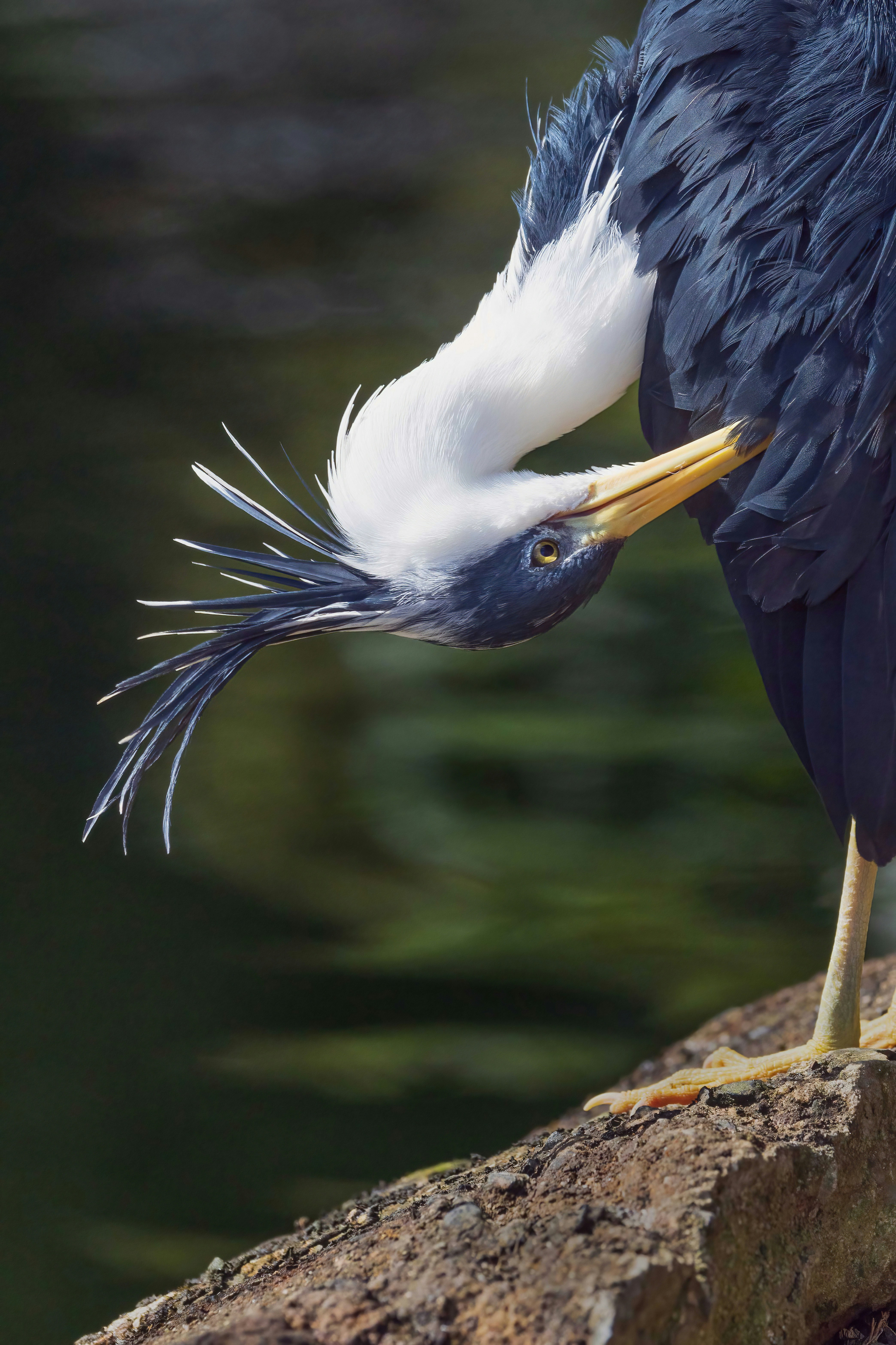 A Pied Heron preening itself. | A bird preens its feathers on a rock.