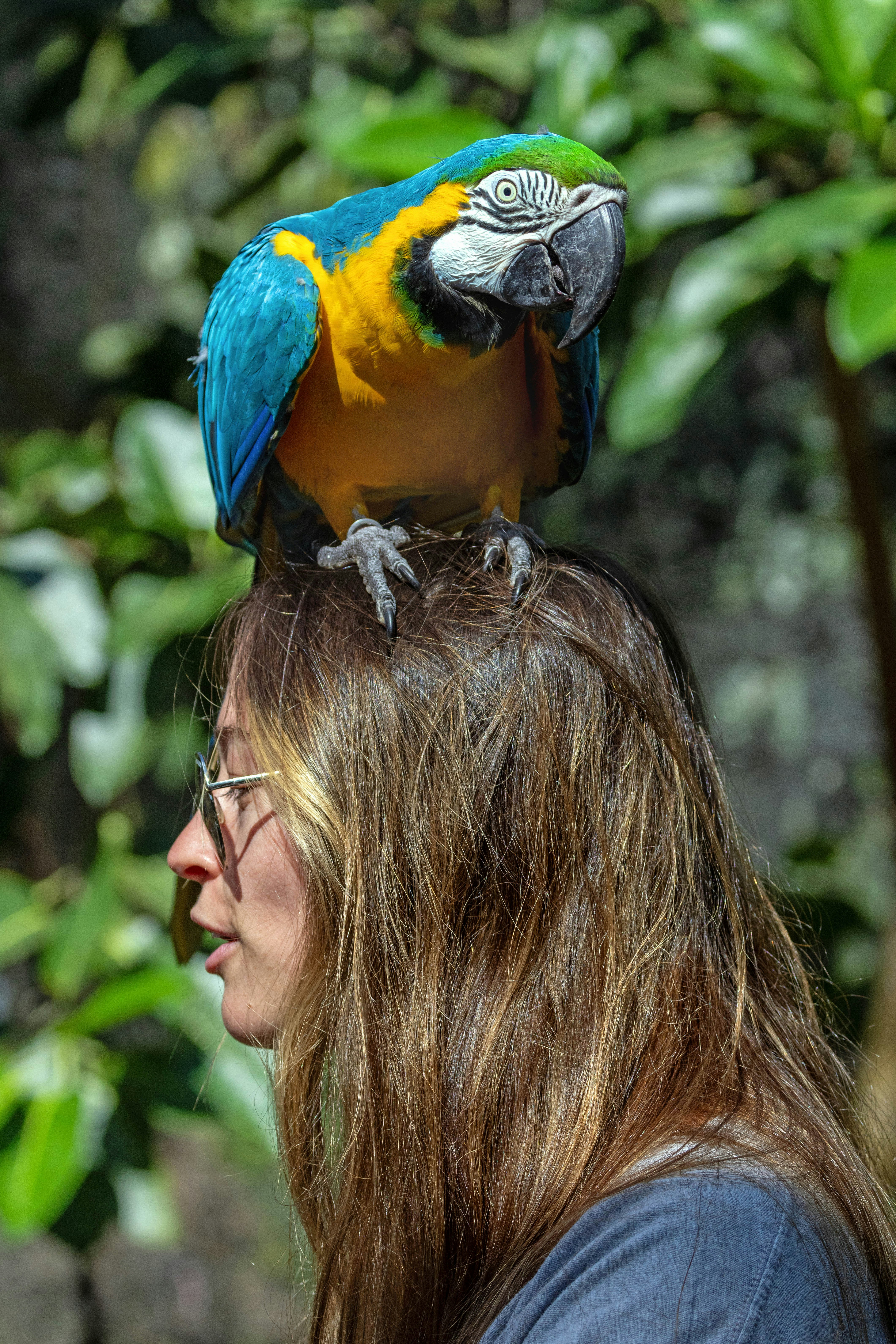A macaw decided to perch on this lady's head. | A parrot rests upon a woman's head.