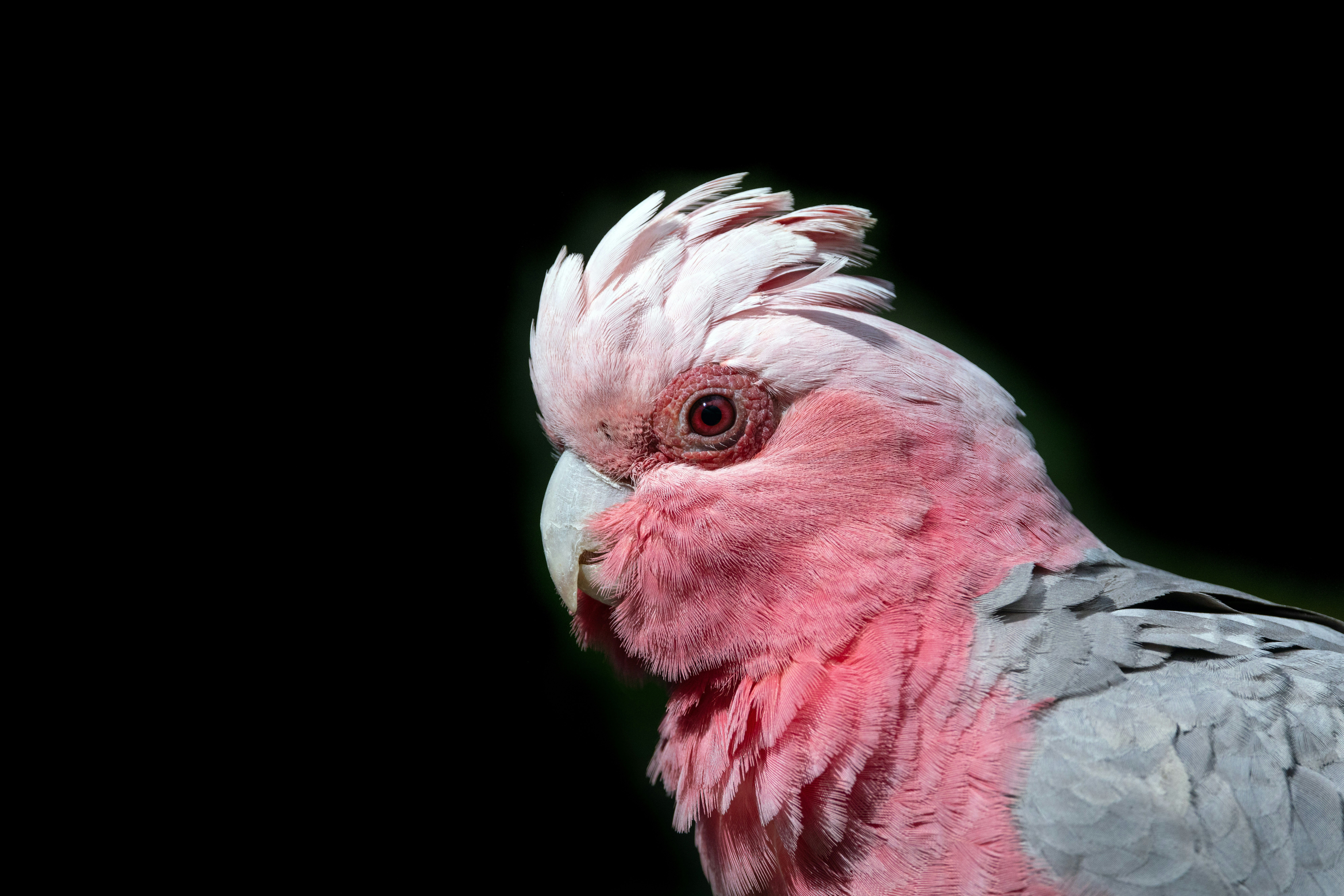 A Galah shows off it's profile. Birdworld, Kuranda, in Australia. | A beautiful pink and grey parrot.
