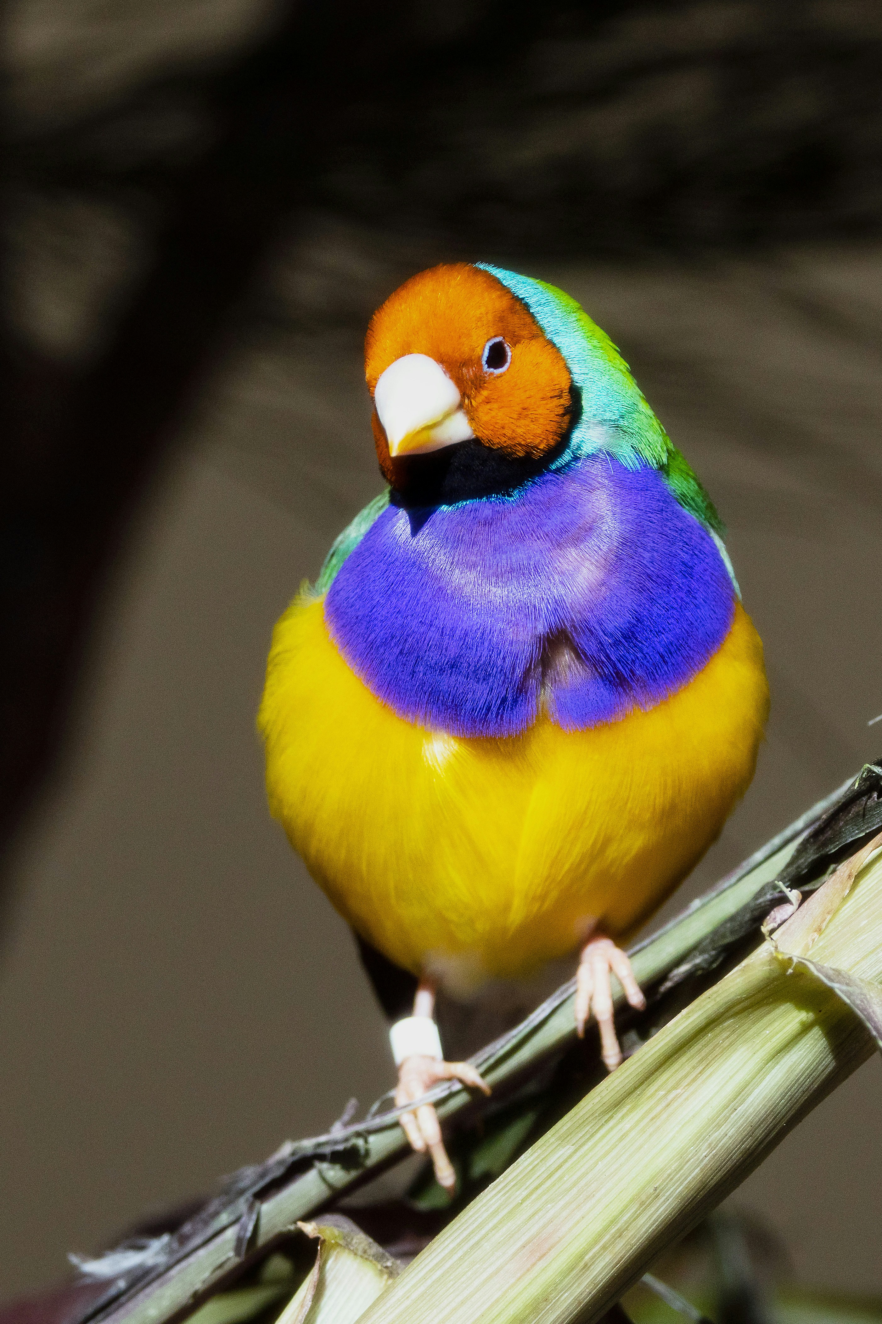 A Gouldian Finch at Birdworld in Kuranda, Australia. | A colorful gouldian finch perches on a branch.