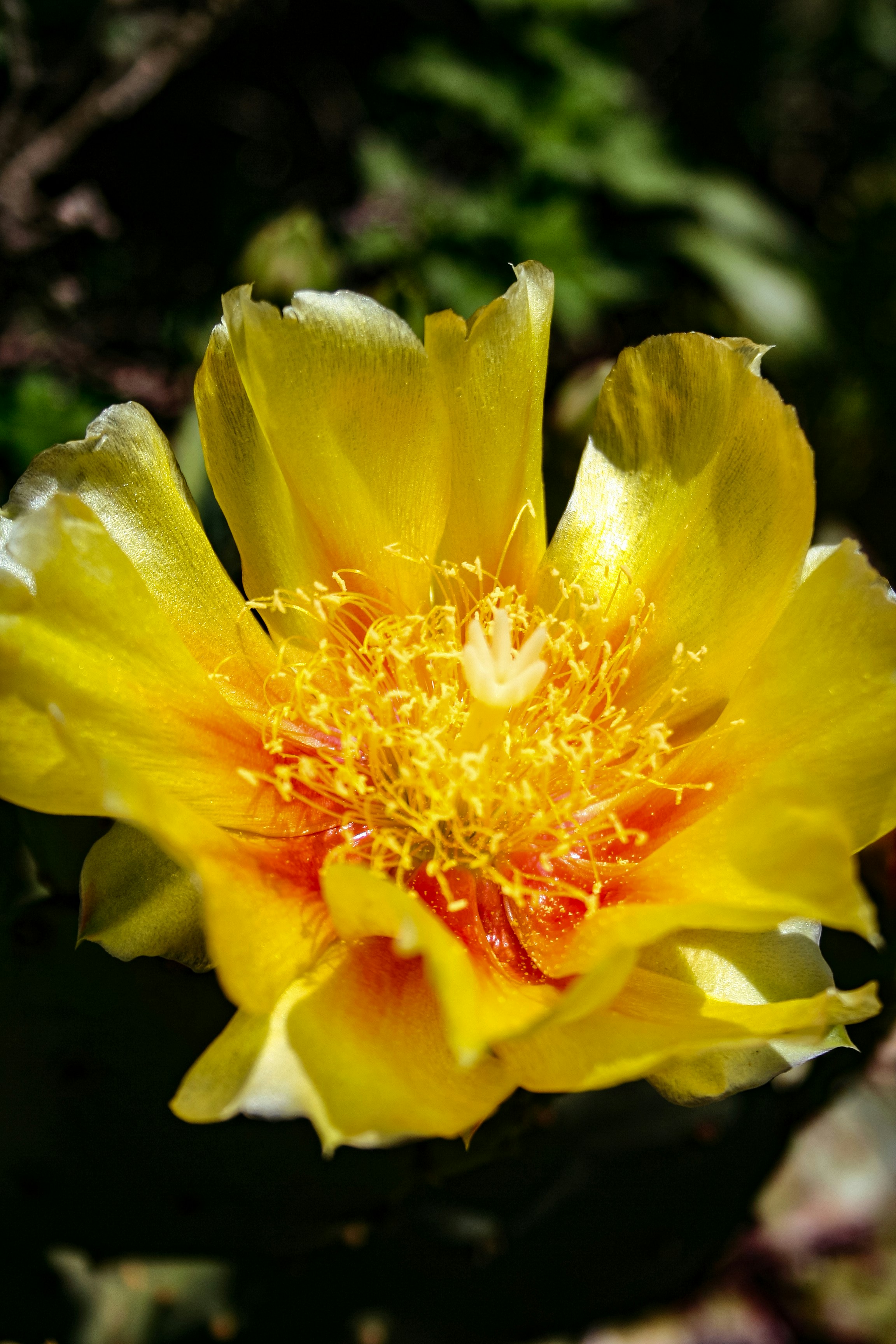 Vibrant yellow cactus flower with intricate orange and white details at its center, surrounded by lush green foliage.