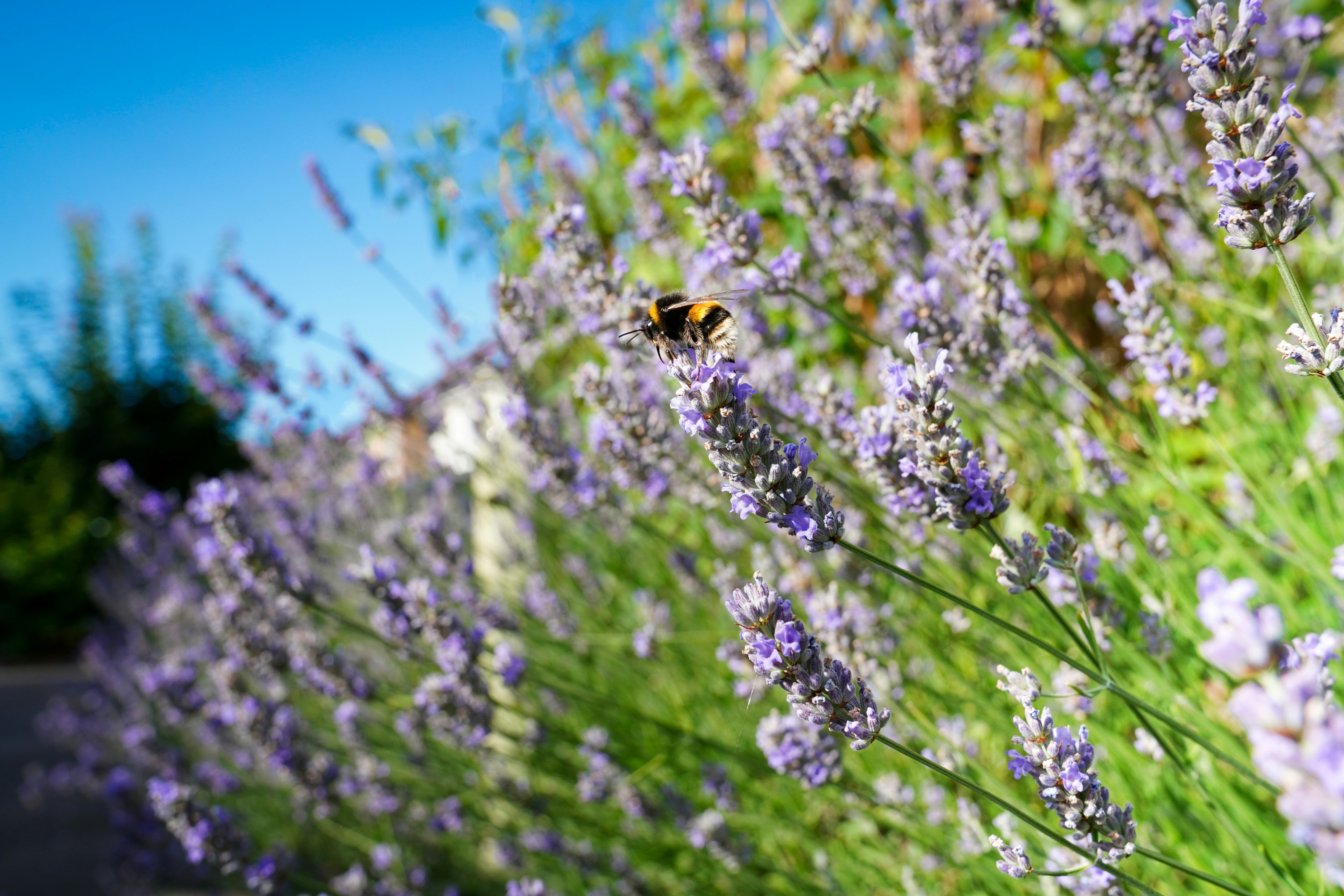 A bumblebee hovers over vibrant lavender flowers, showcasing the delicate balance of nature in a sunlit garden.