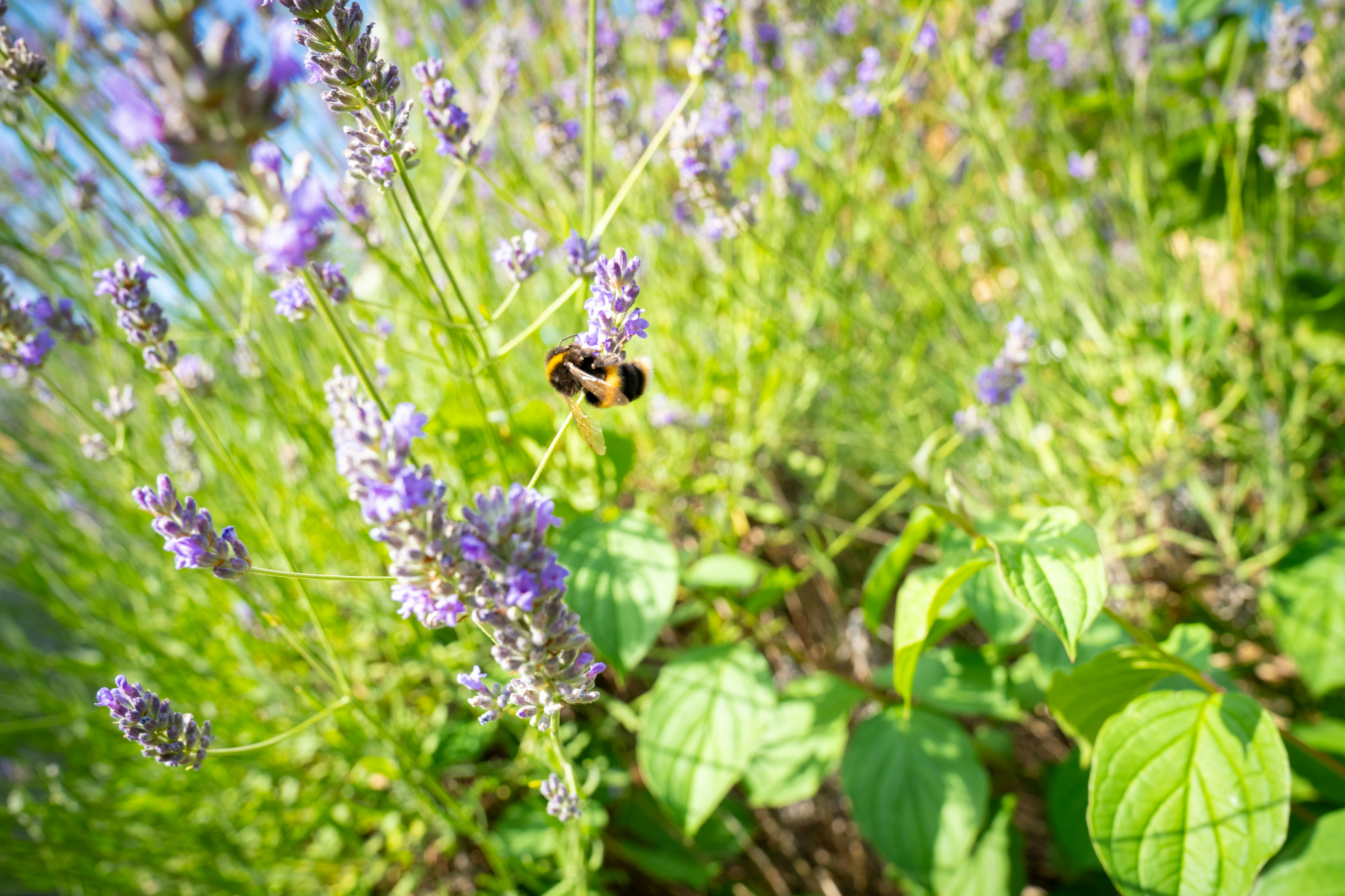 Bee on a flower, Hampshire, UK | A bee is buzzing around lavender flowers.