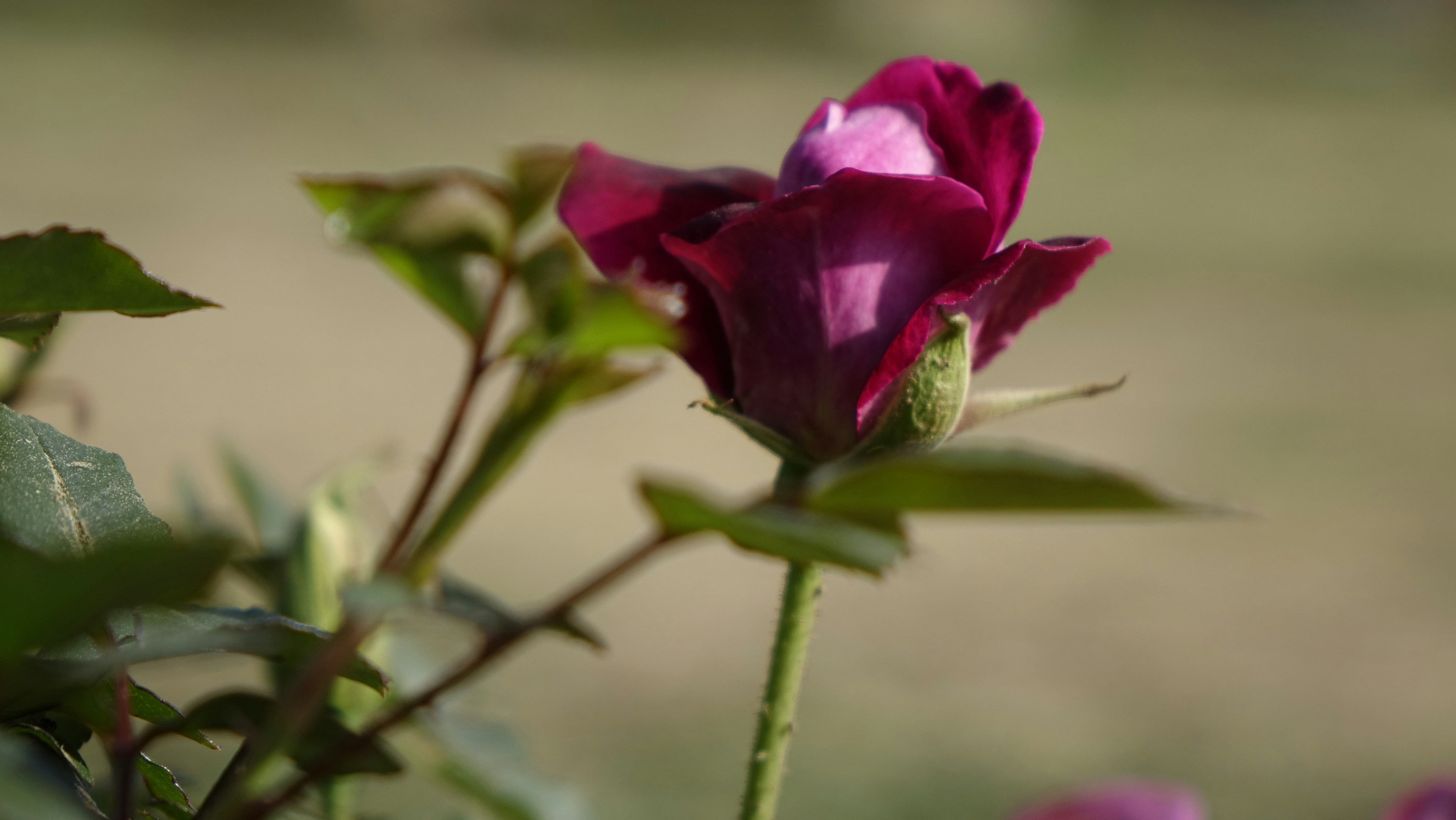 Whispers of Elegance in Bloom