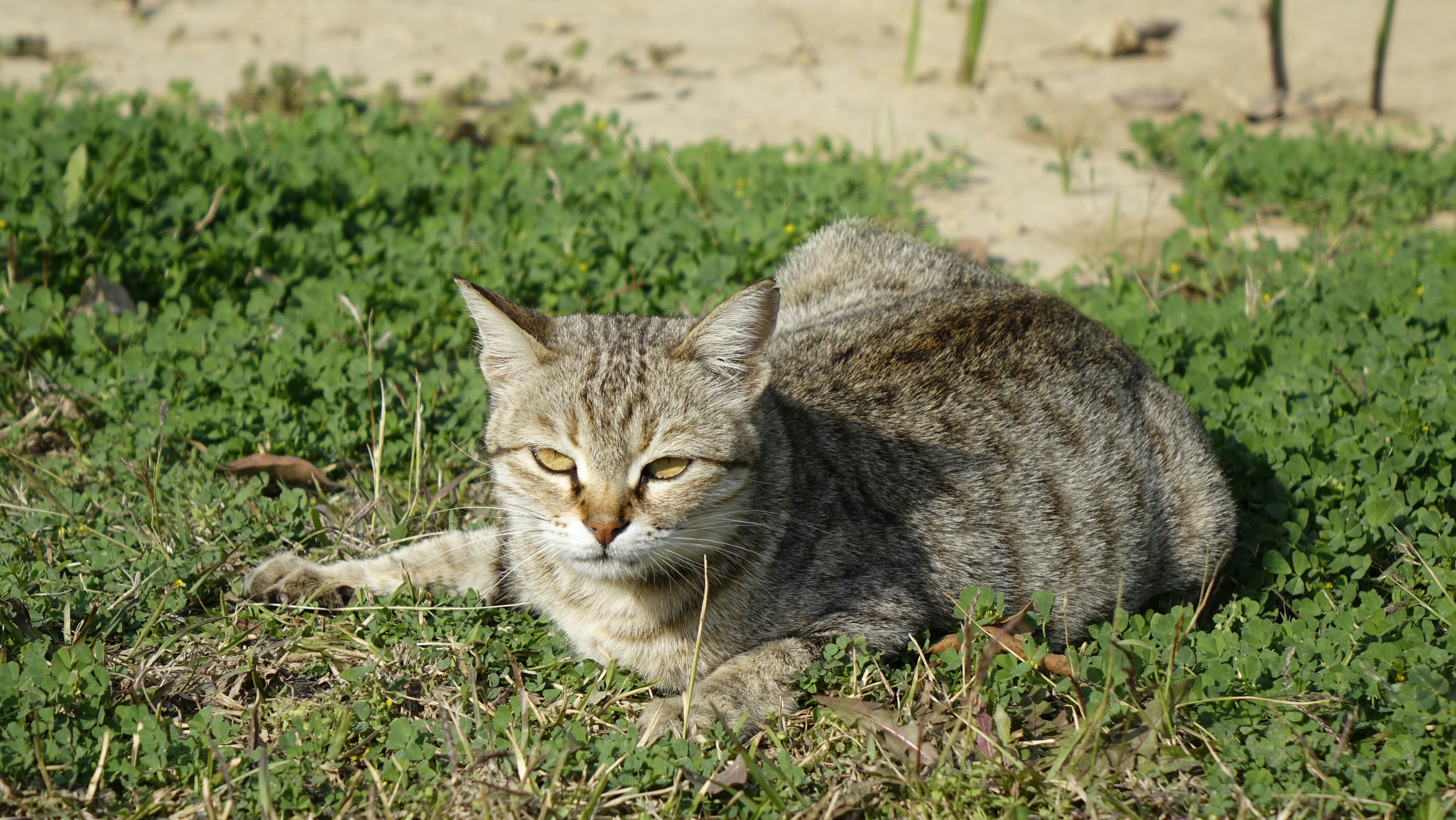 The Watchful Observer in Nature's Embrace