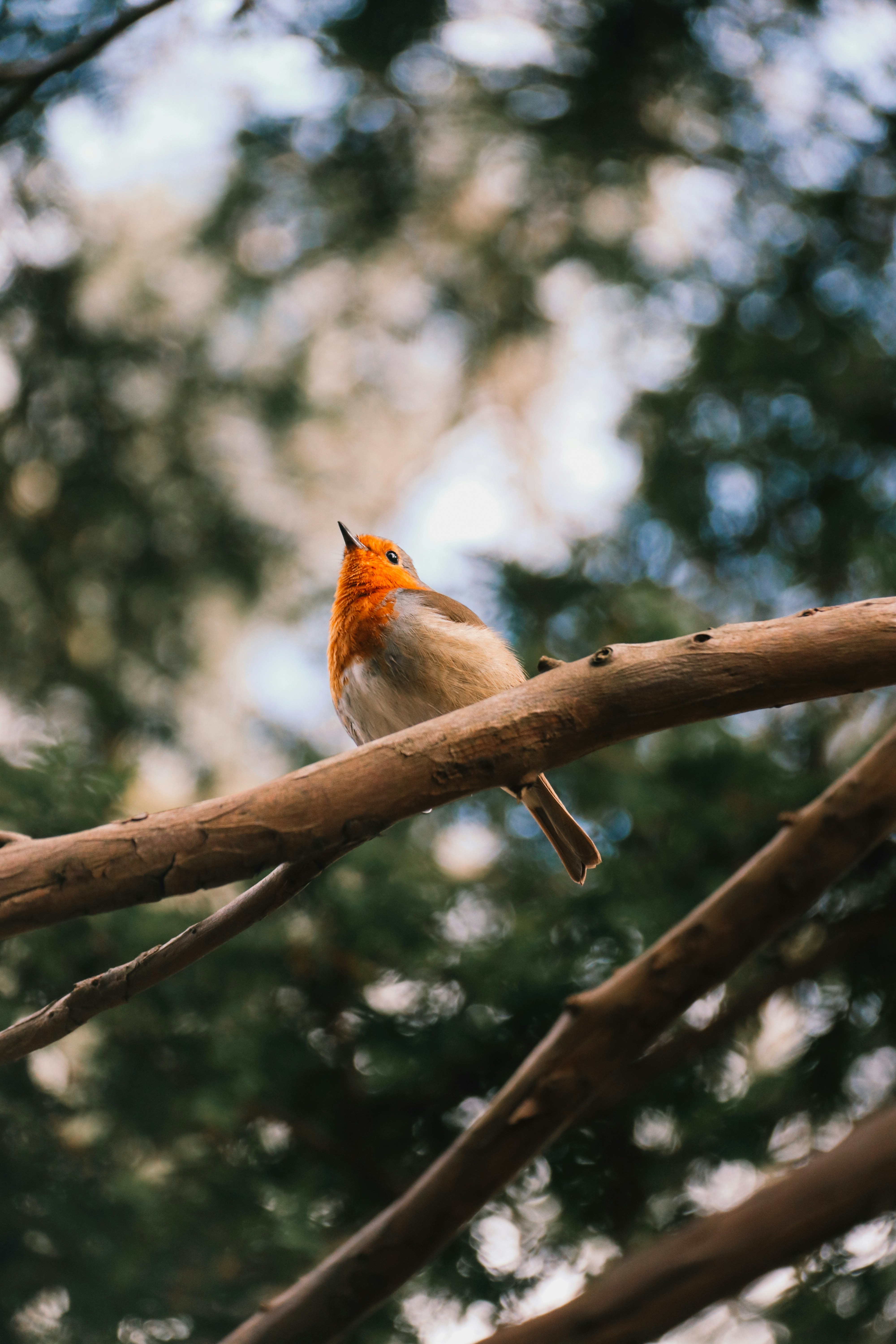 A Moment of Avian Curiosity