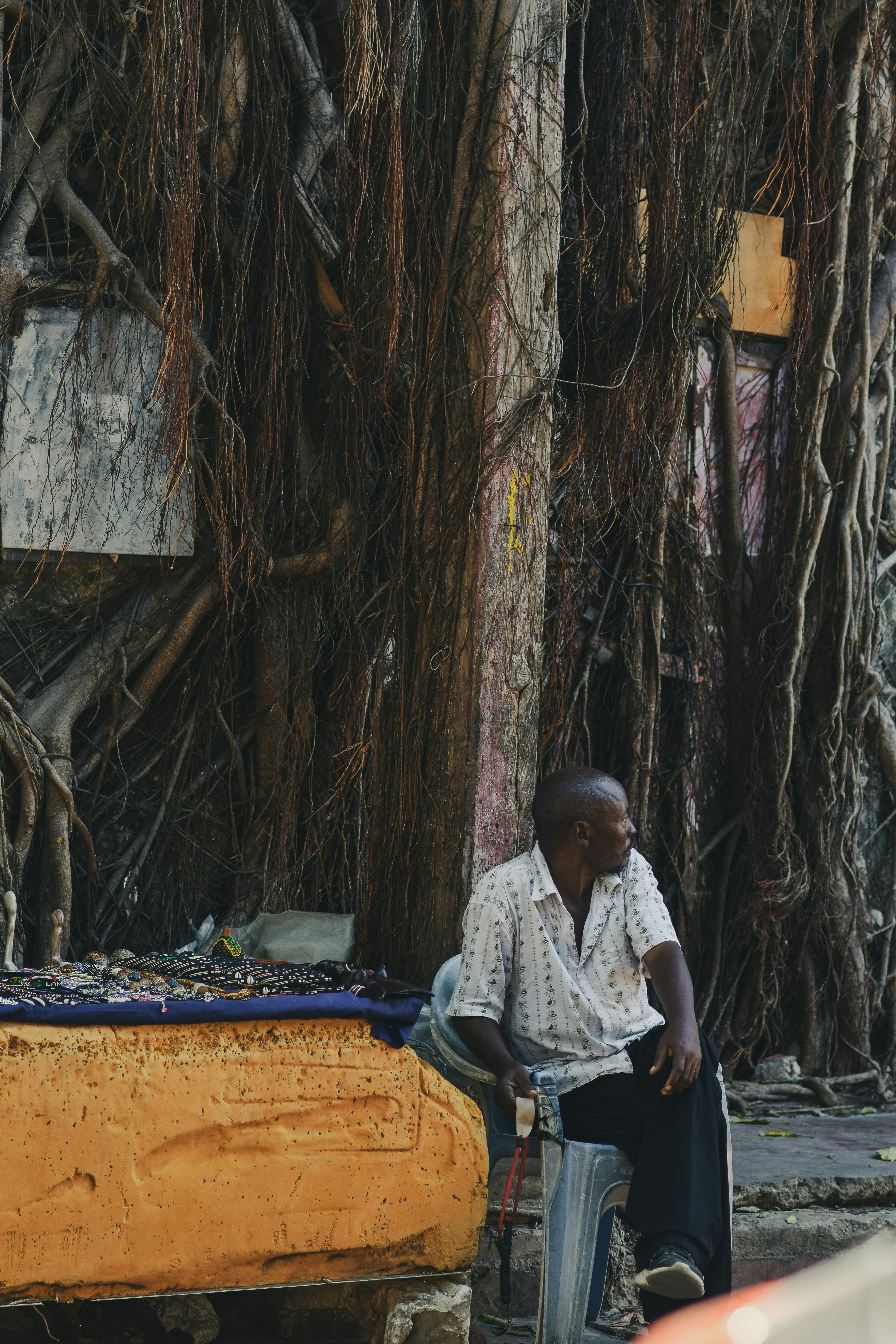 Roots of Reflection: A Moment in Urban Nature