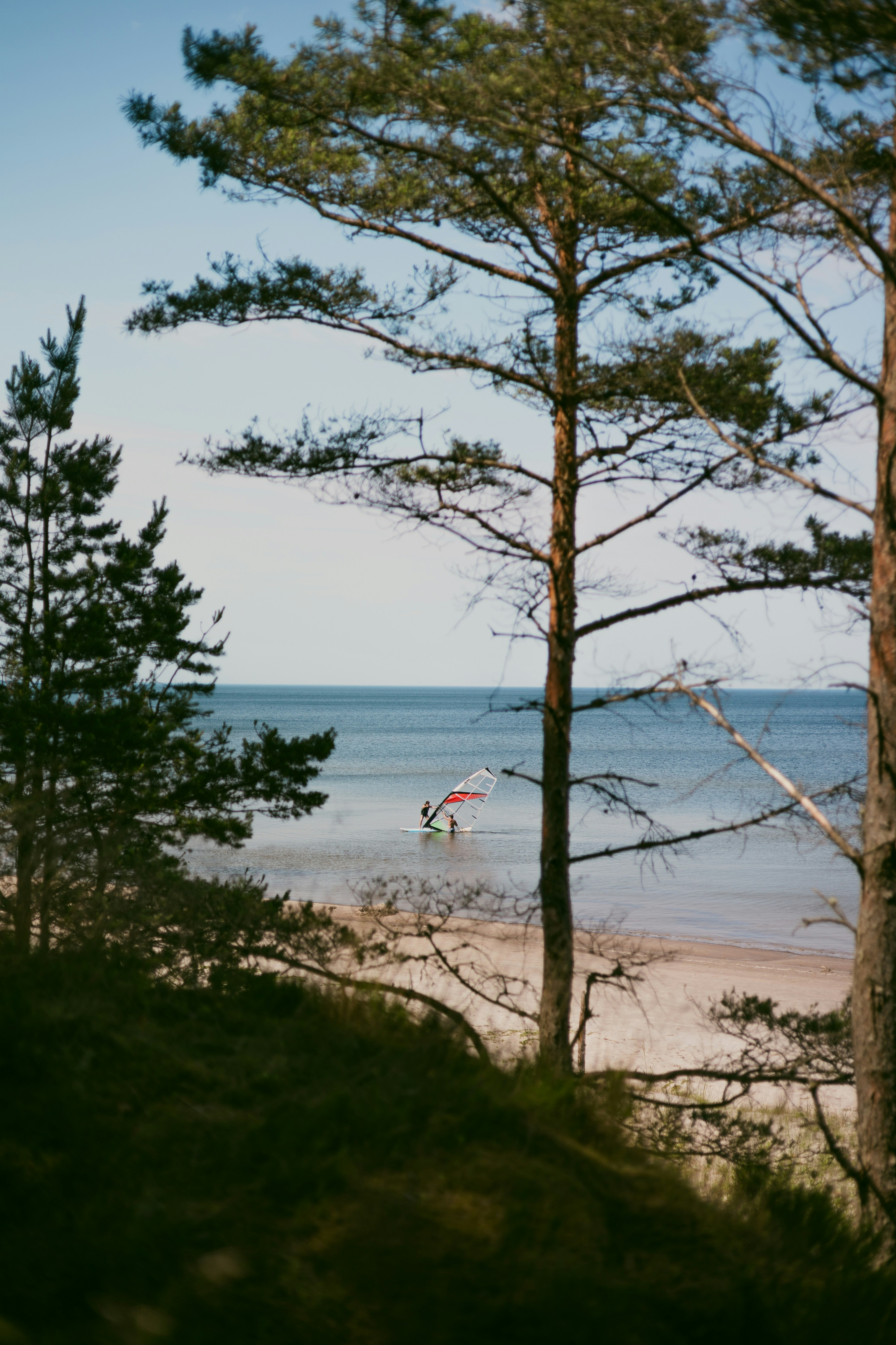 Windward Quiet: a lone windsurfer framed by pine silhouettes along a calm shoreline