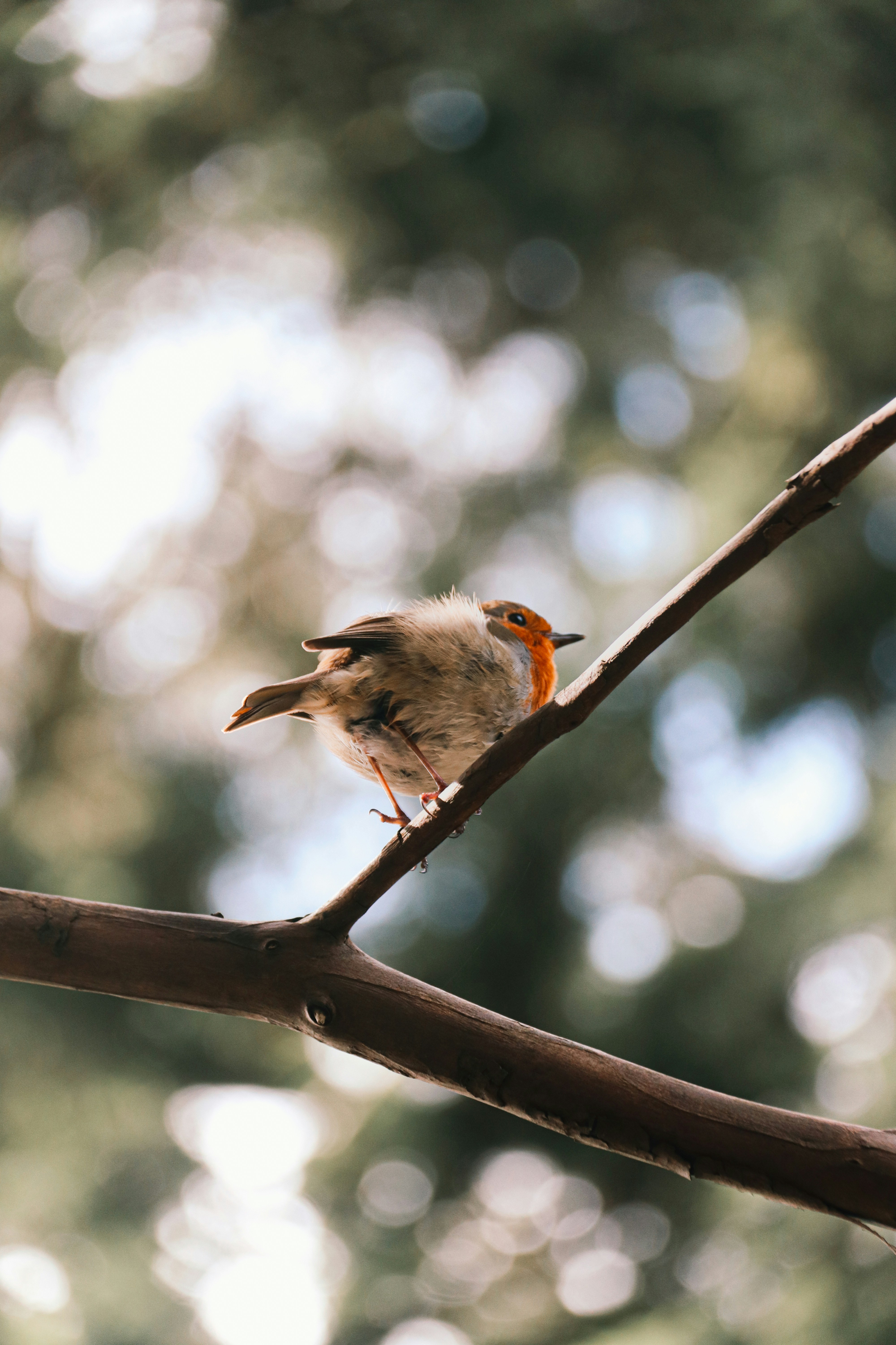 Whispers of Nature: A Feathered Sentinel