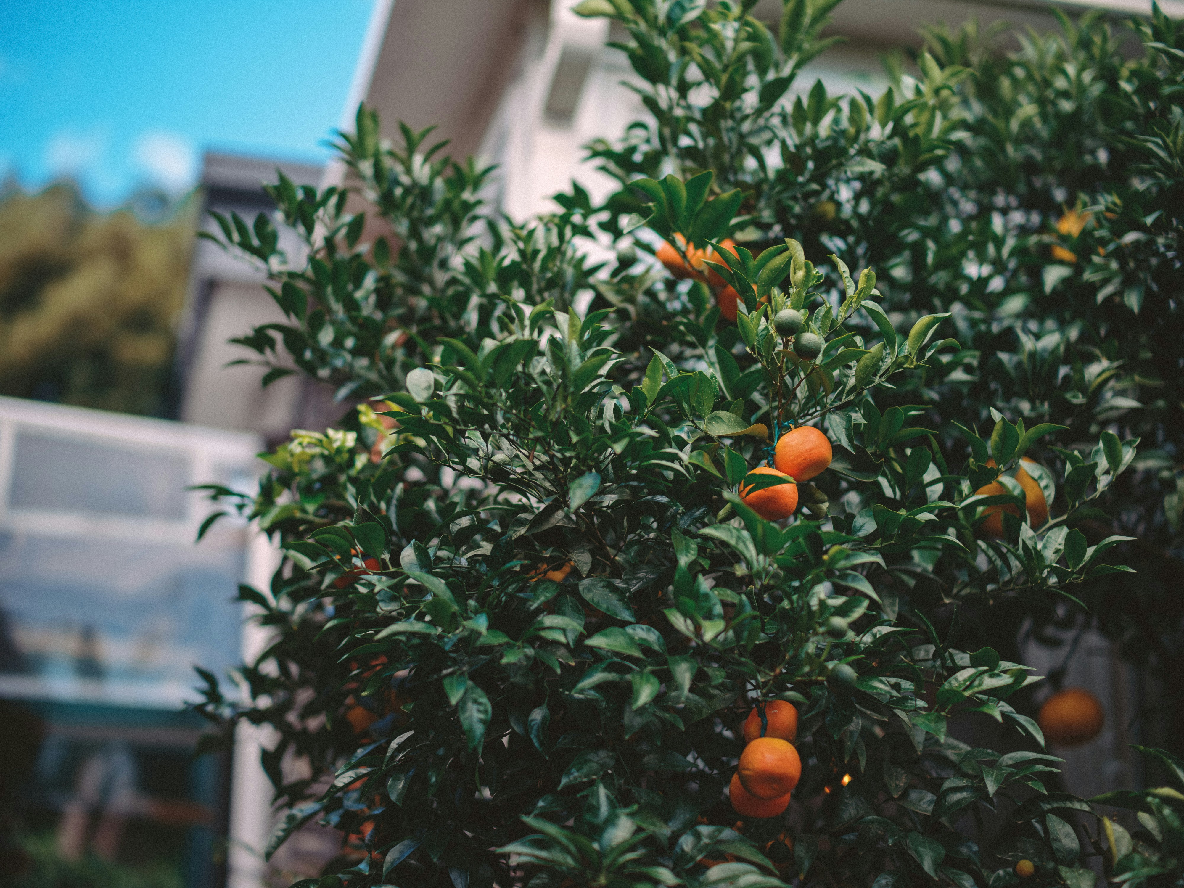 Lush citrus tree adorned with ripe oranges, set against a backdrop of soft blue sky and blurred architecture.