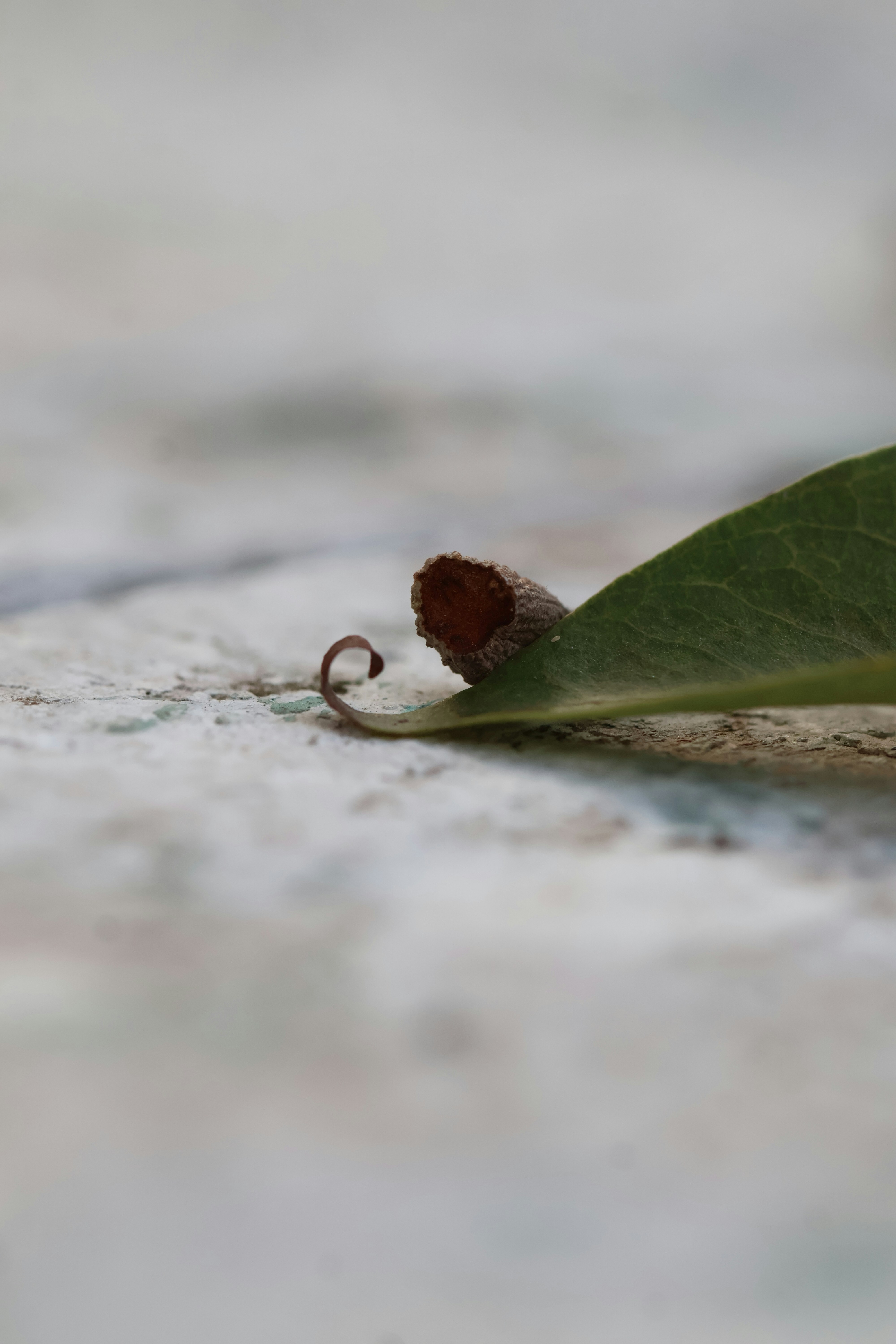 A curled leaf and a small brown nest.
